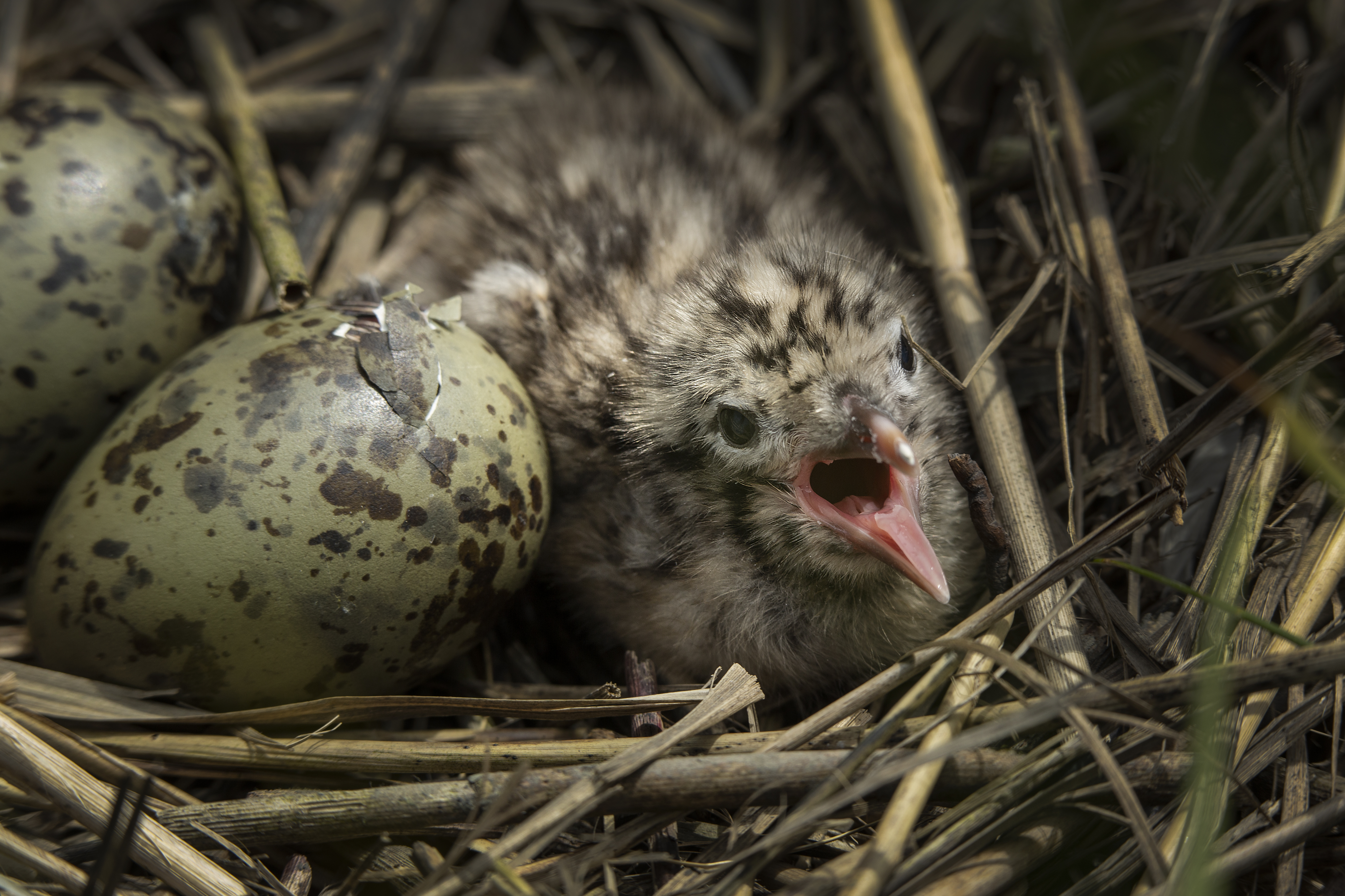 NJ Gulls - Return to Ring Island, hatchlings - nj.com
