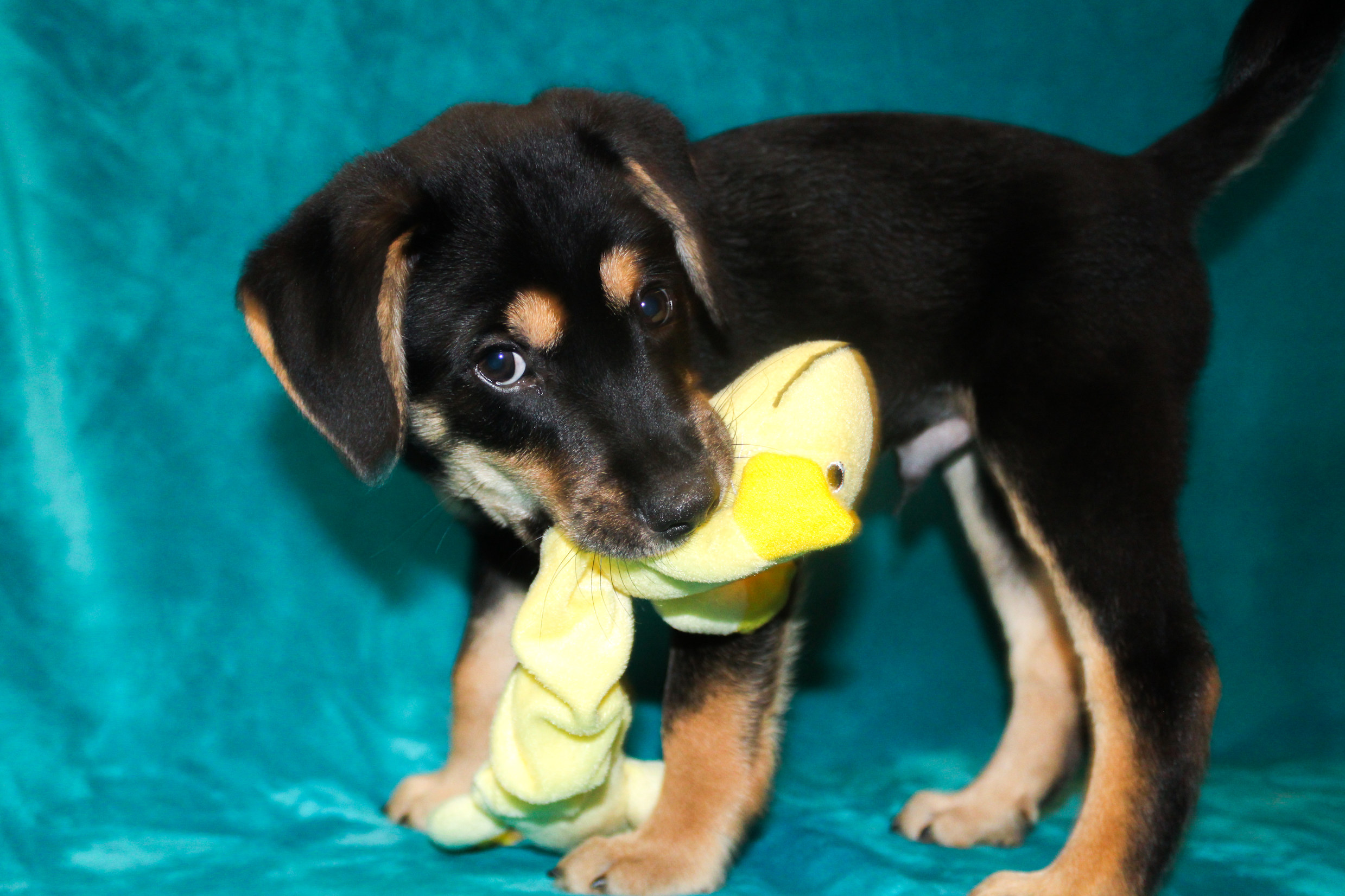 We have 20 companions that that will keep you company and make you ...
