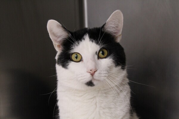 N.J. pets in need: July 5, 2021 - nj.com