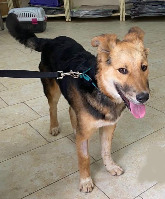 N.J. pets in need: Dec. 7, 2020 - nj.com