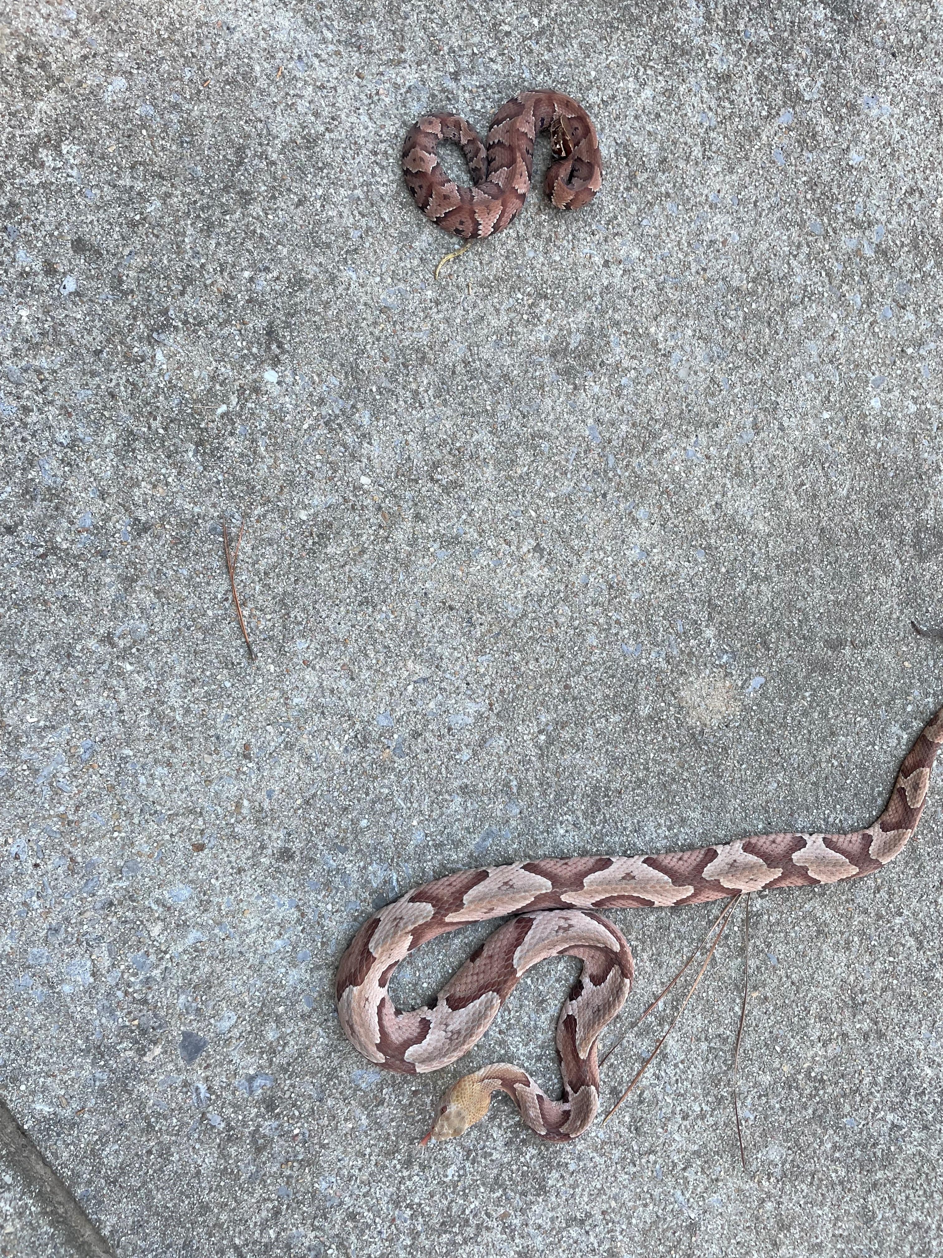 Alabama's 6 venomous snakes - al.com
