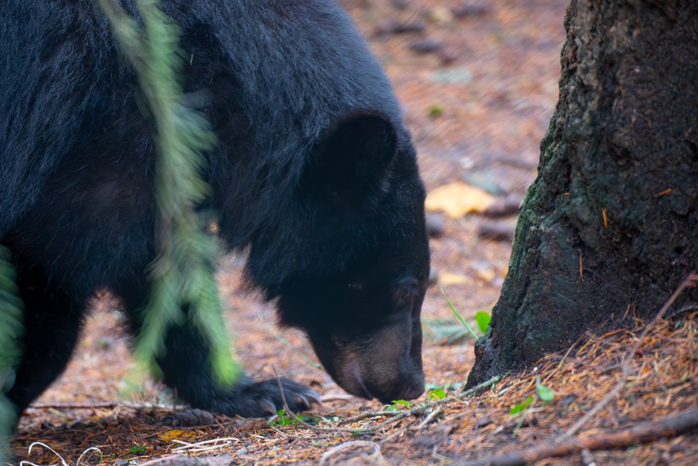 The Oregon Zoo - oregonlive.com