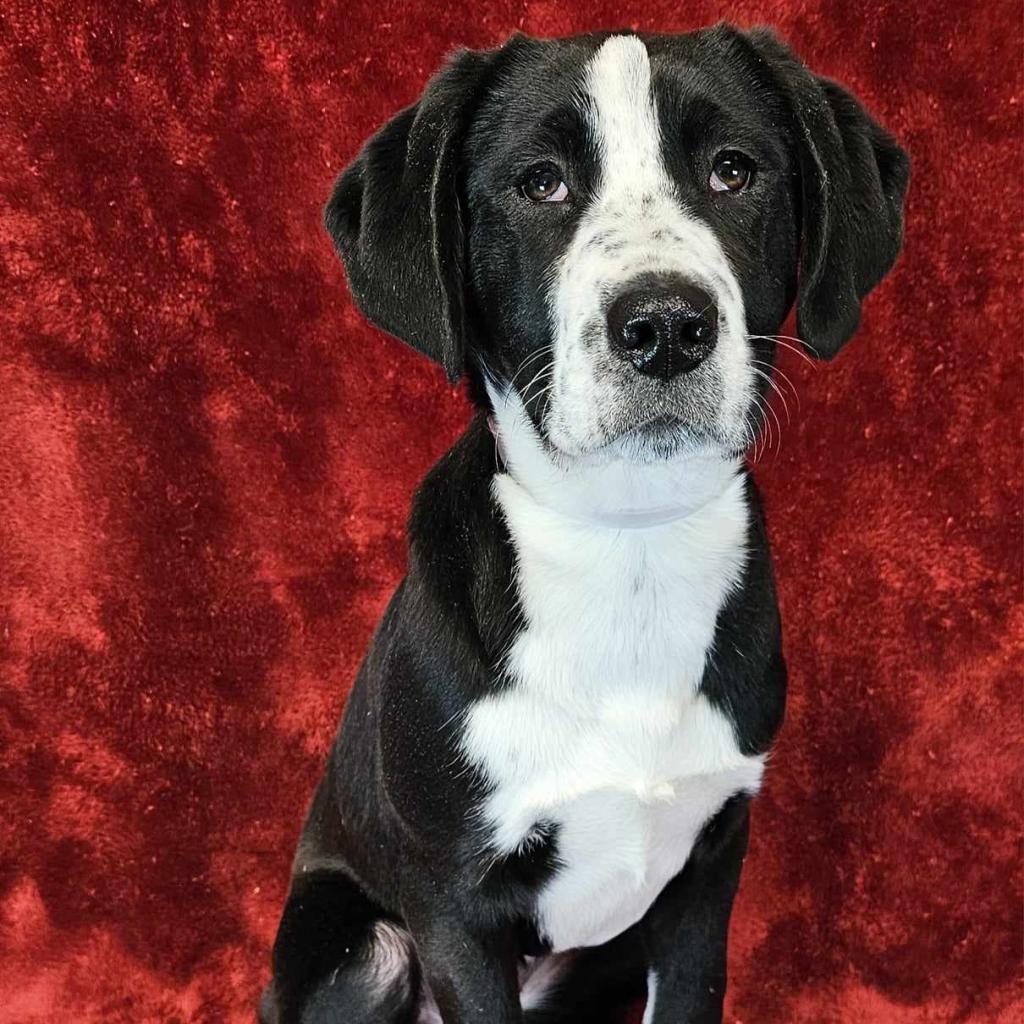 Beautiful days and loving pets can make everything better. Meet your ...