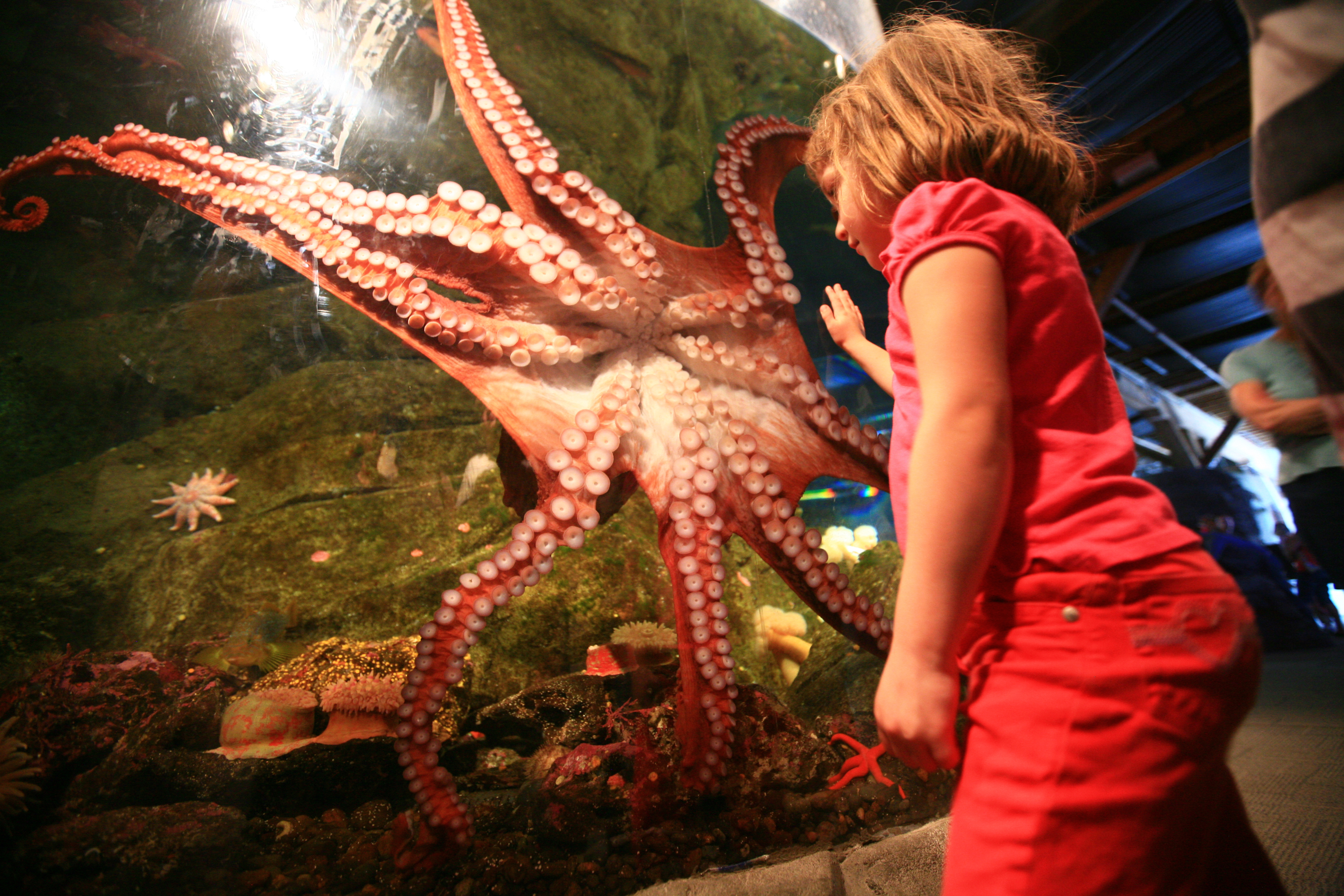 The giant Pacific octopus - oregonlive.com
