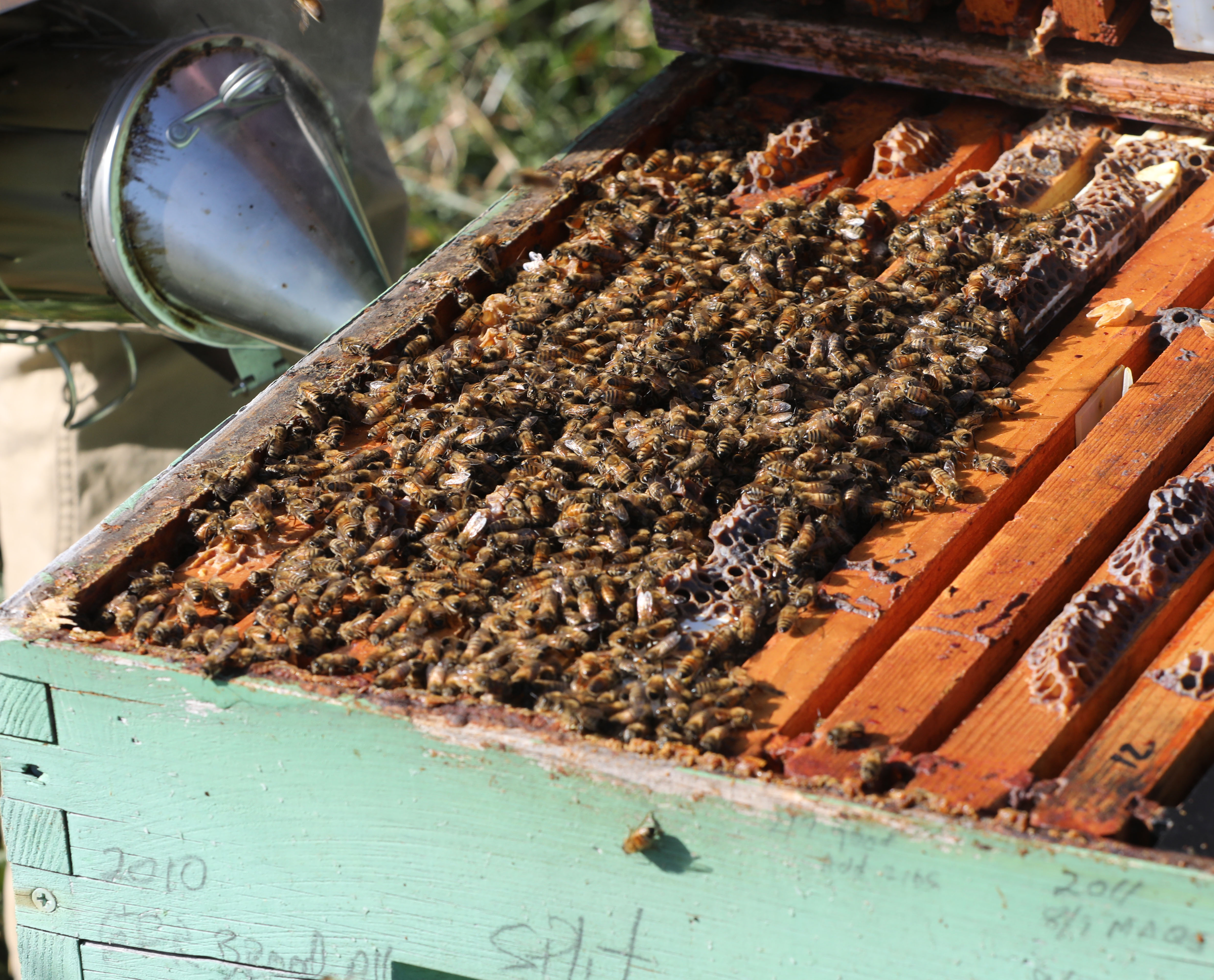 Hopes to Expand Bee Keeping Business - nj.com
