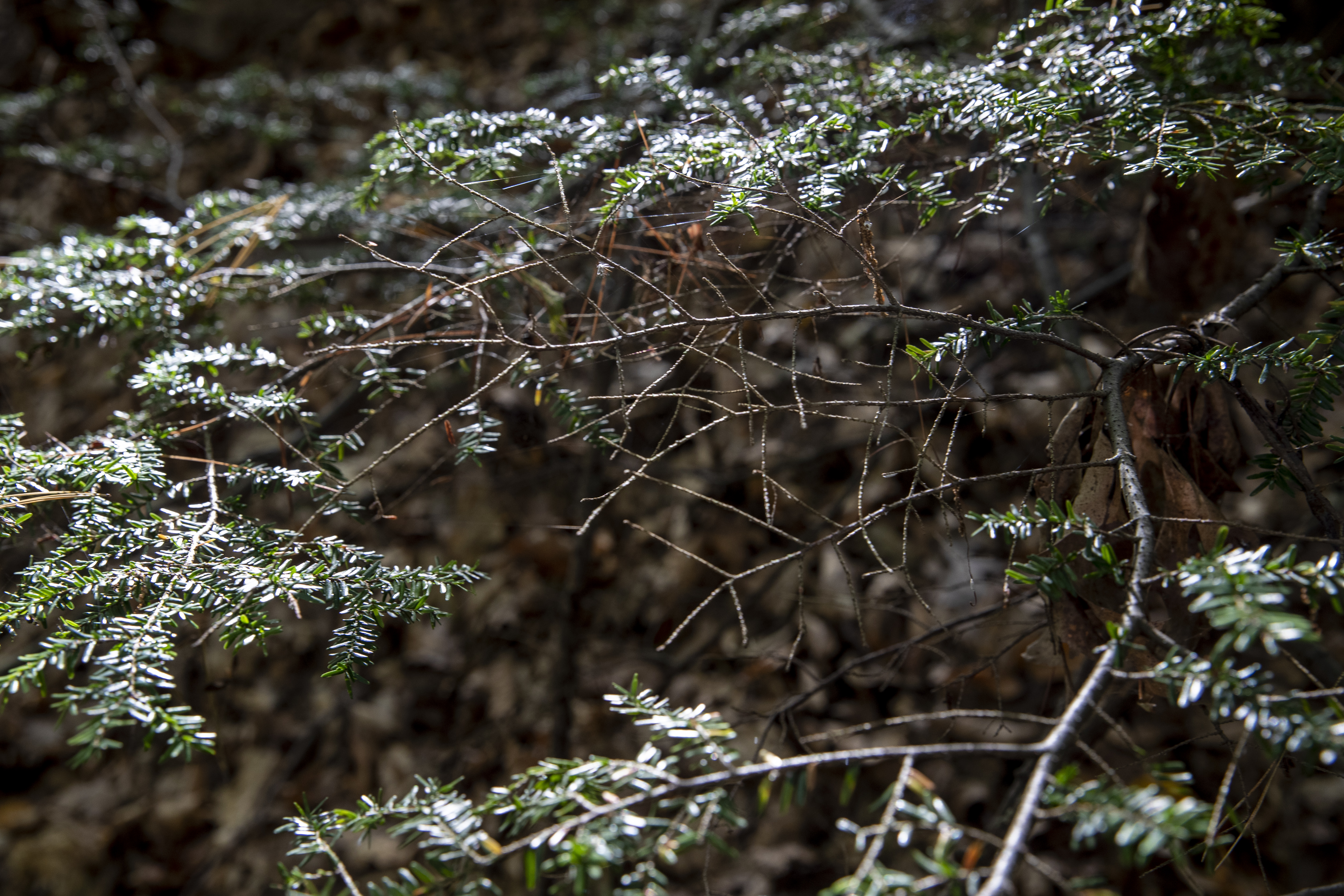 Eastern hemlock tree infestation - mlive.com