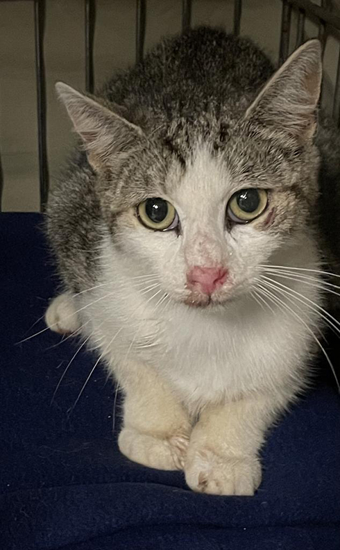 N.J. pets in need: July 12, 2021 - nj.com