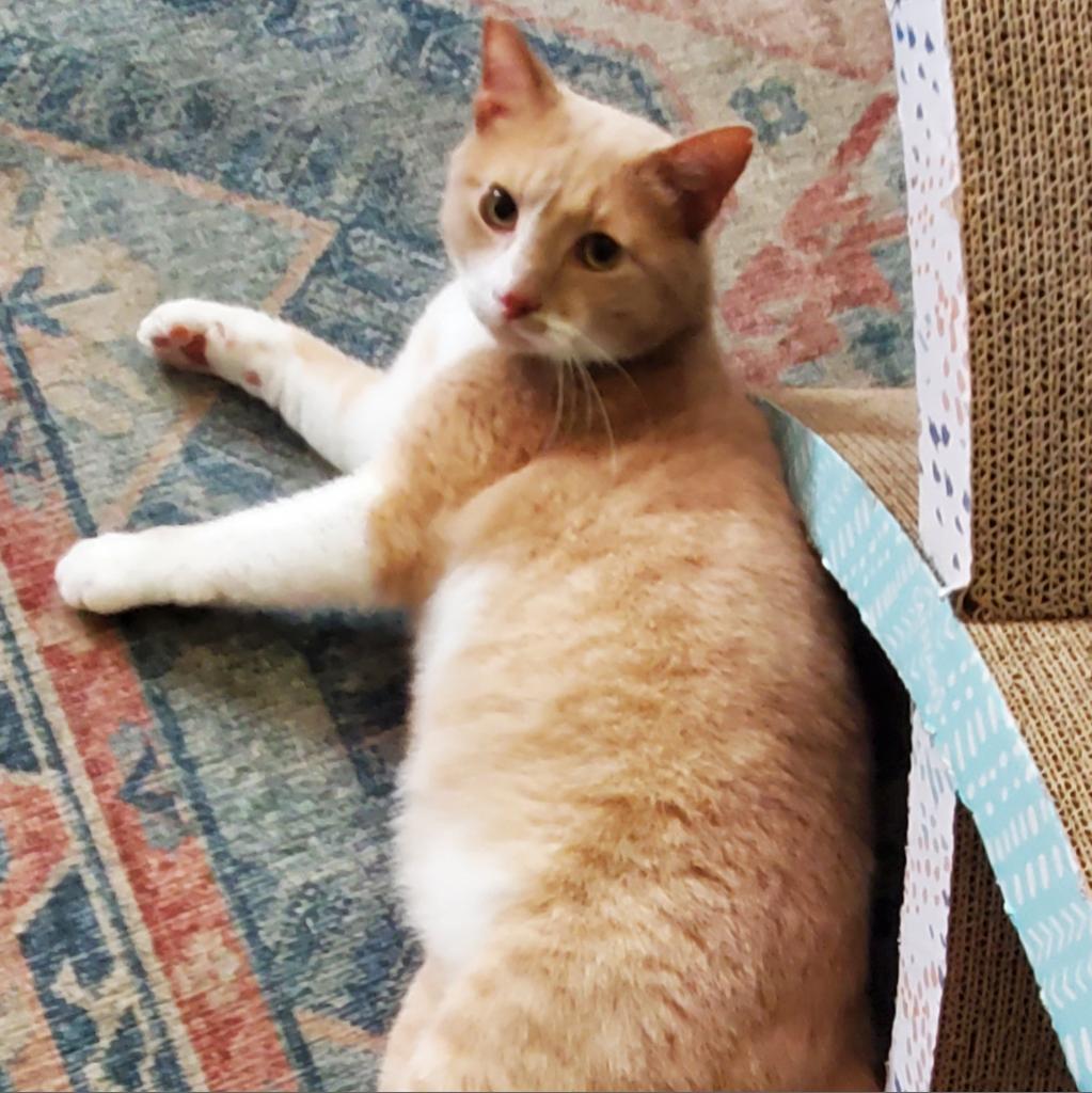 Hello there! Let me introduce you to the pet you’ve been waiting for ...