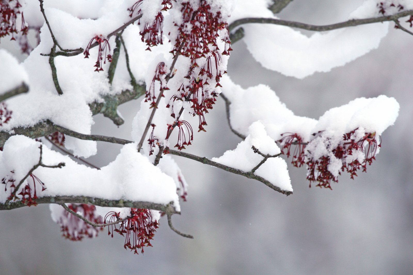 April snowfall in northeast Ohio - cleveland.com