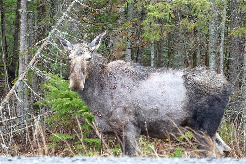 Moose research in Michigan's Upper Peninsula - mlive.com