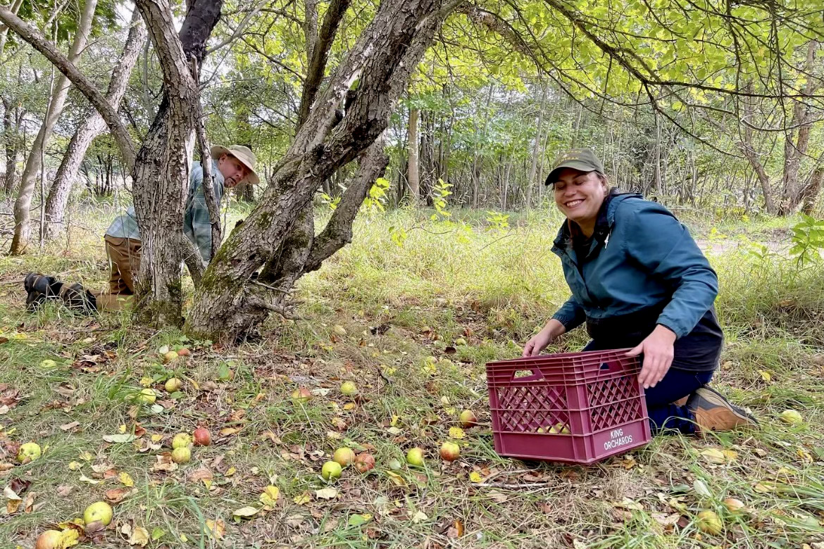 Bellaire cidery forages wild apples on Beaver Island - mlive.com
