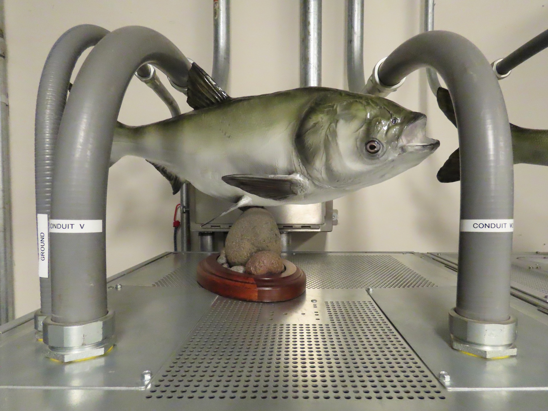 Illinois rebrands invasive carp as 'copi' - mlive.com