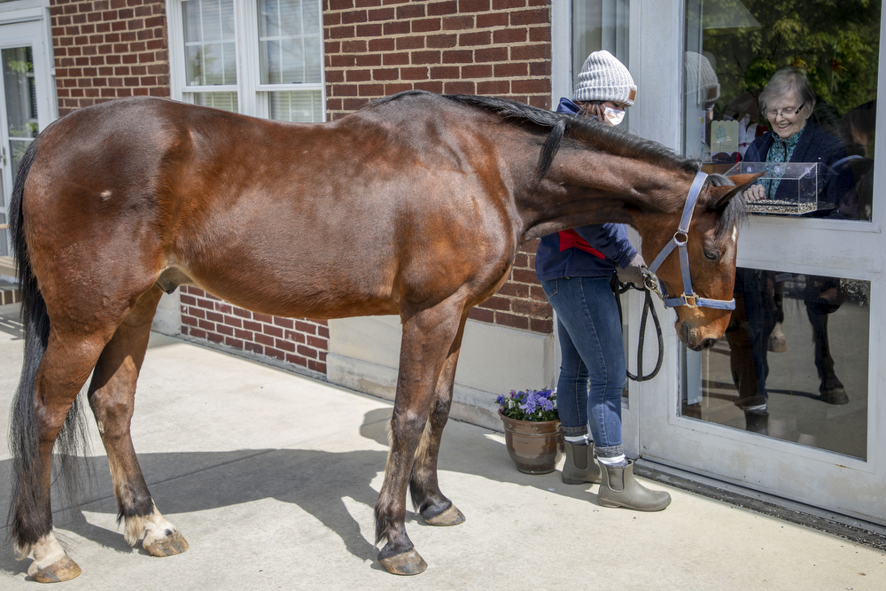 Horses and service dogs visit residents of The Middletown Home ...