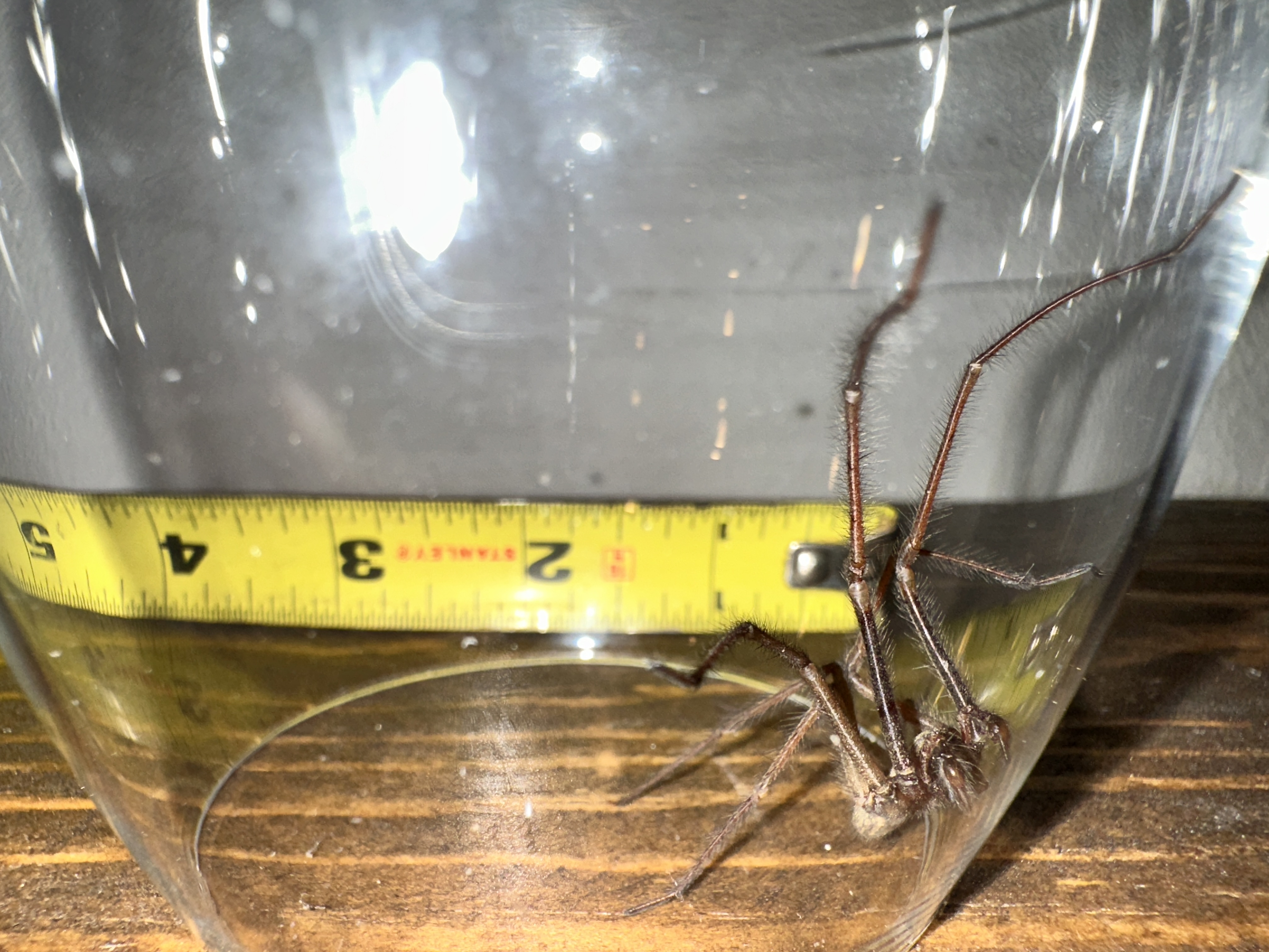 Oregon giant house spider - oregonlive.com