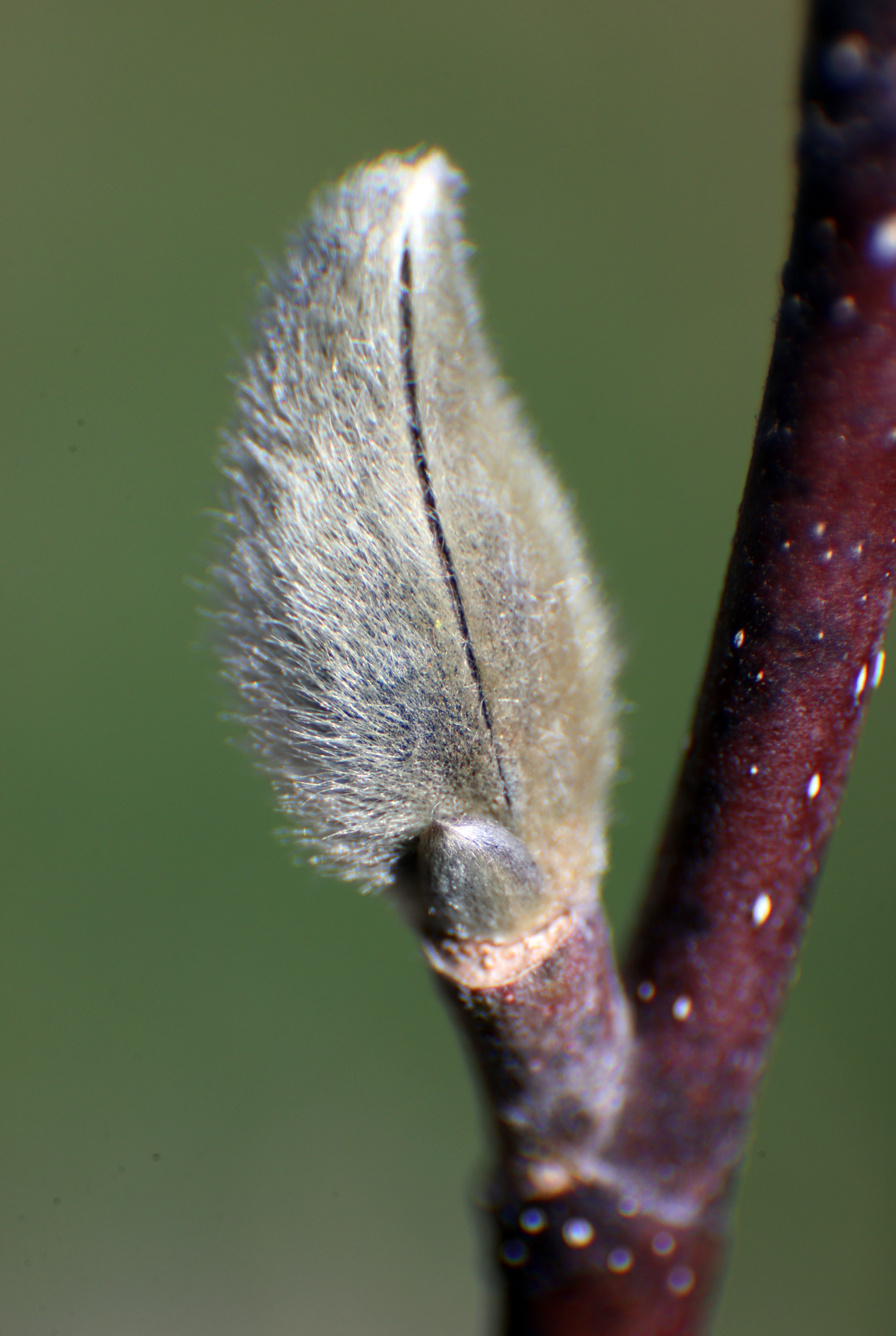 Spring blooms in Northeast Ohio - cleveland.com
