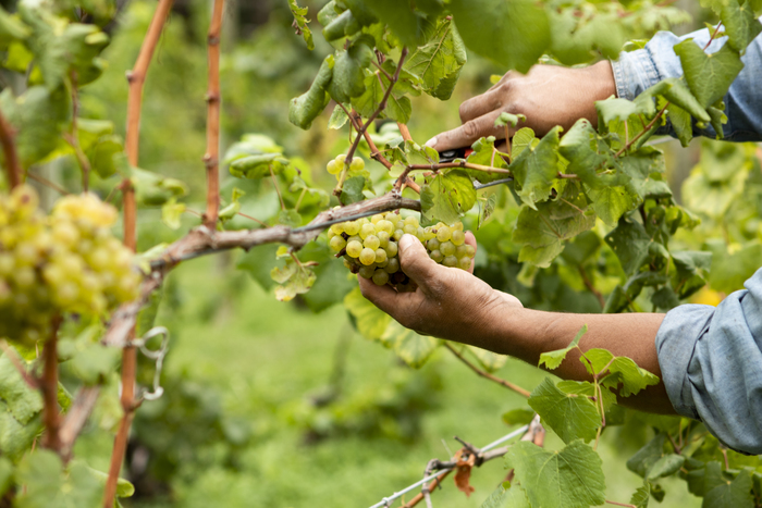 Mt. Tabor Trail - mlive.com