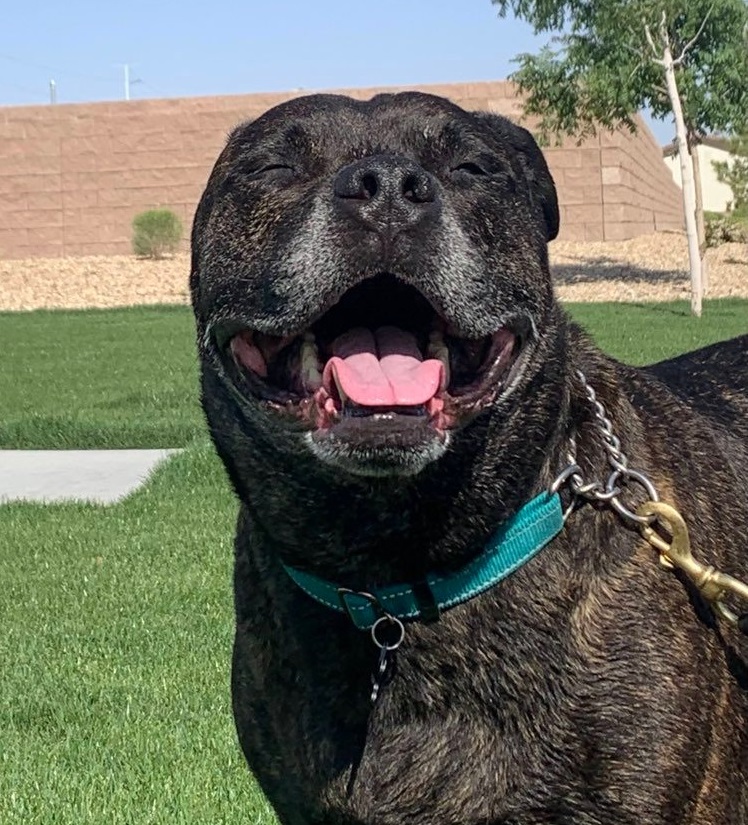 Prison inmates housing, training dogs to help adoption rates in Bay ...