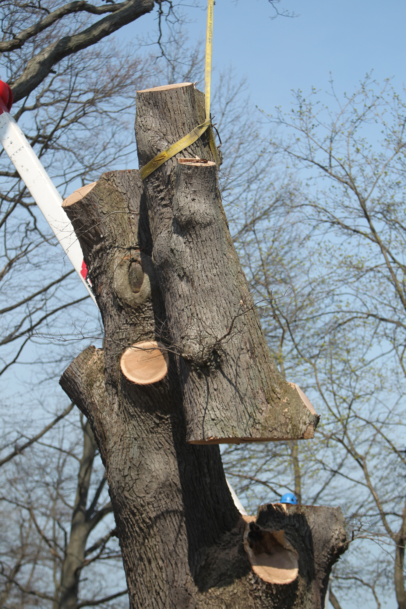 350-year-old oak tree cut down in Bay Village - cleveland.com