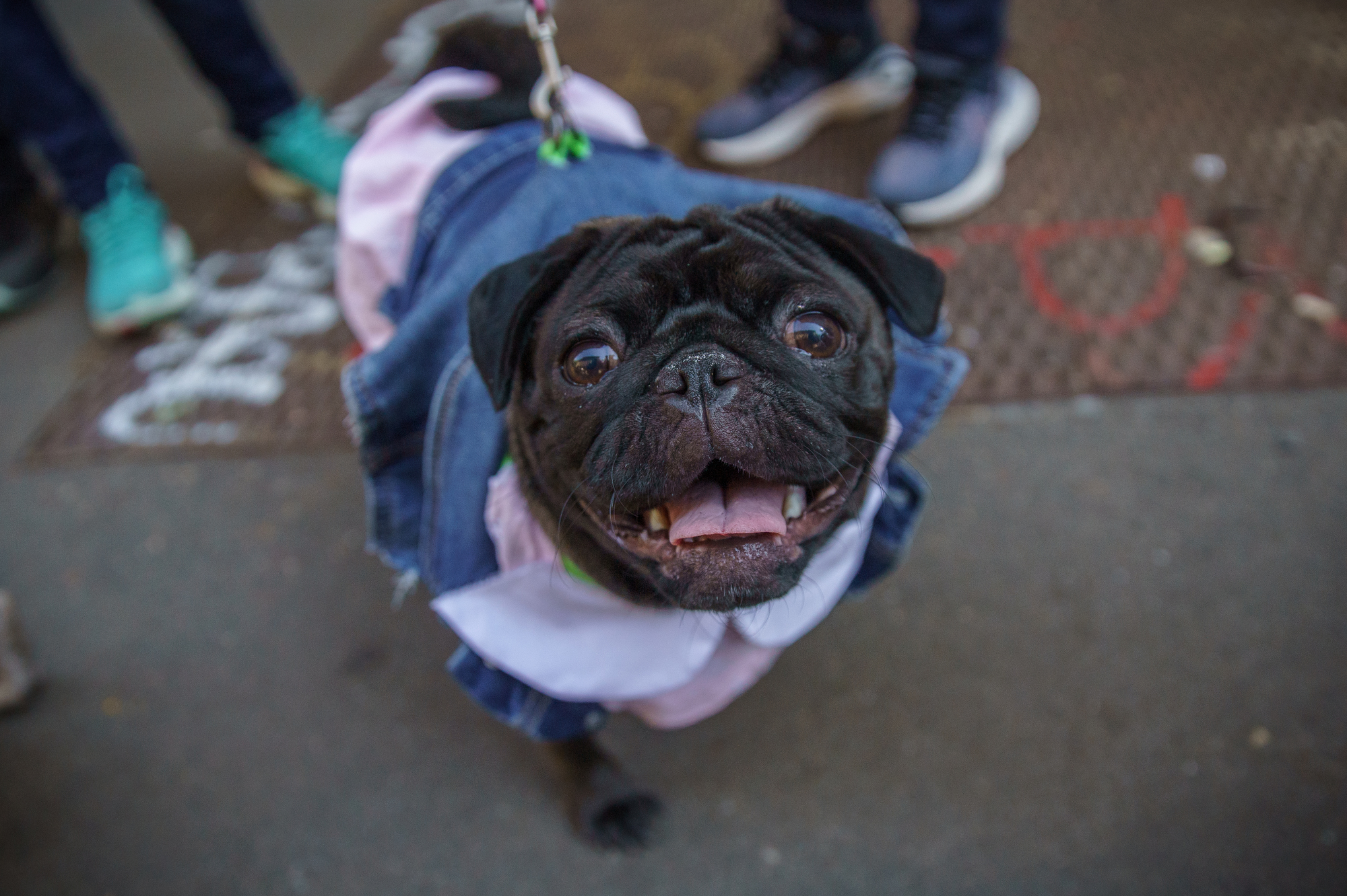 Portland Pug Crawl 2022 - oregonlive.com