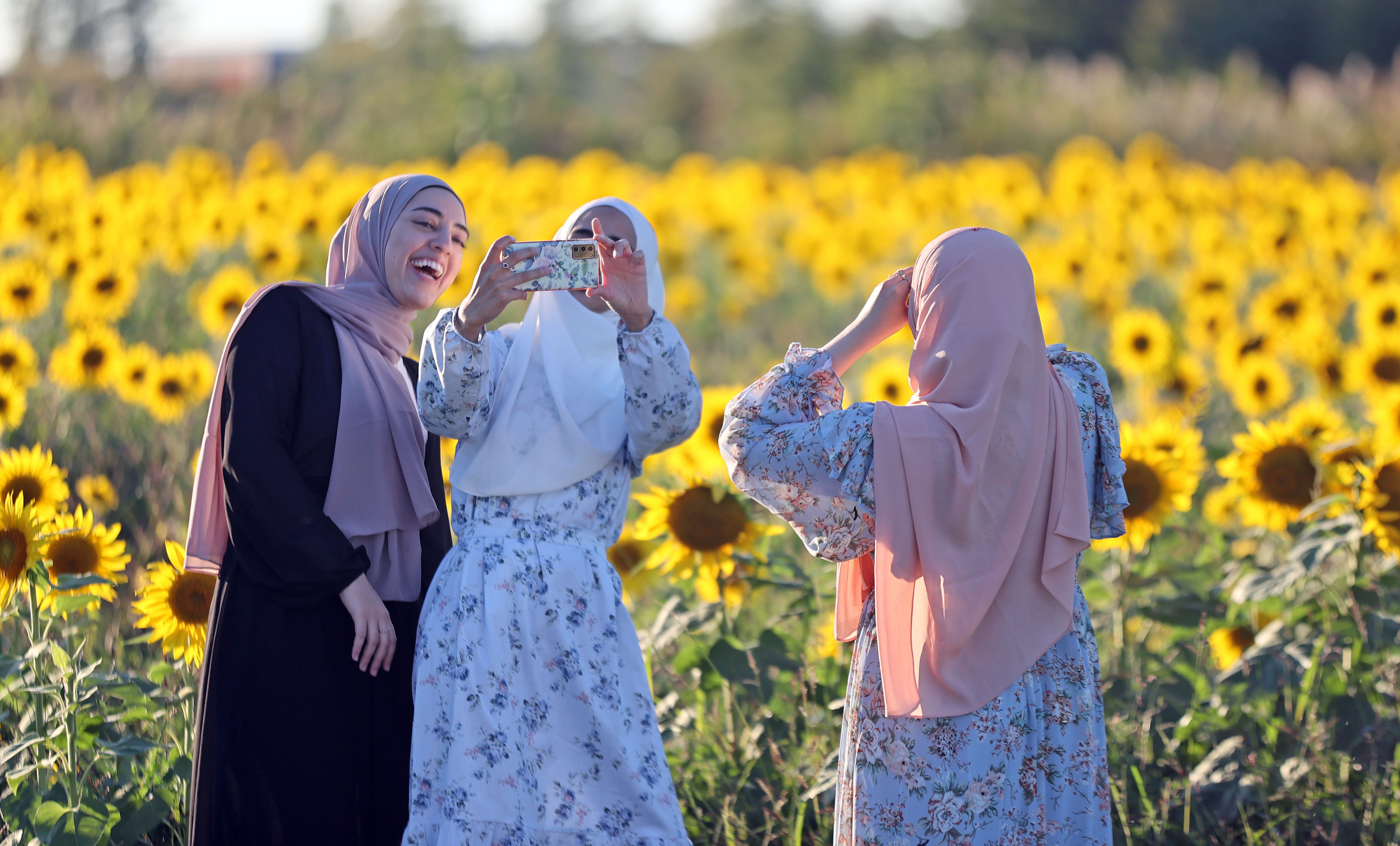 Maria’s Field of Hope in Avon is in full bloom, September 29, 2021 ...