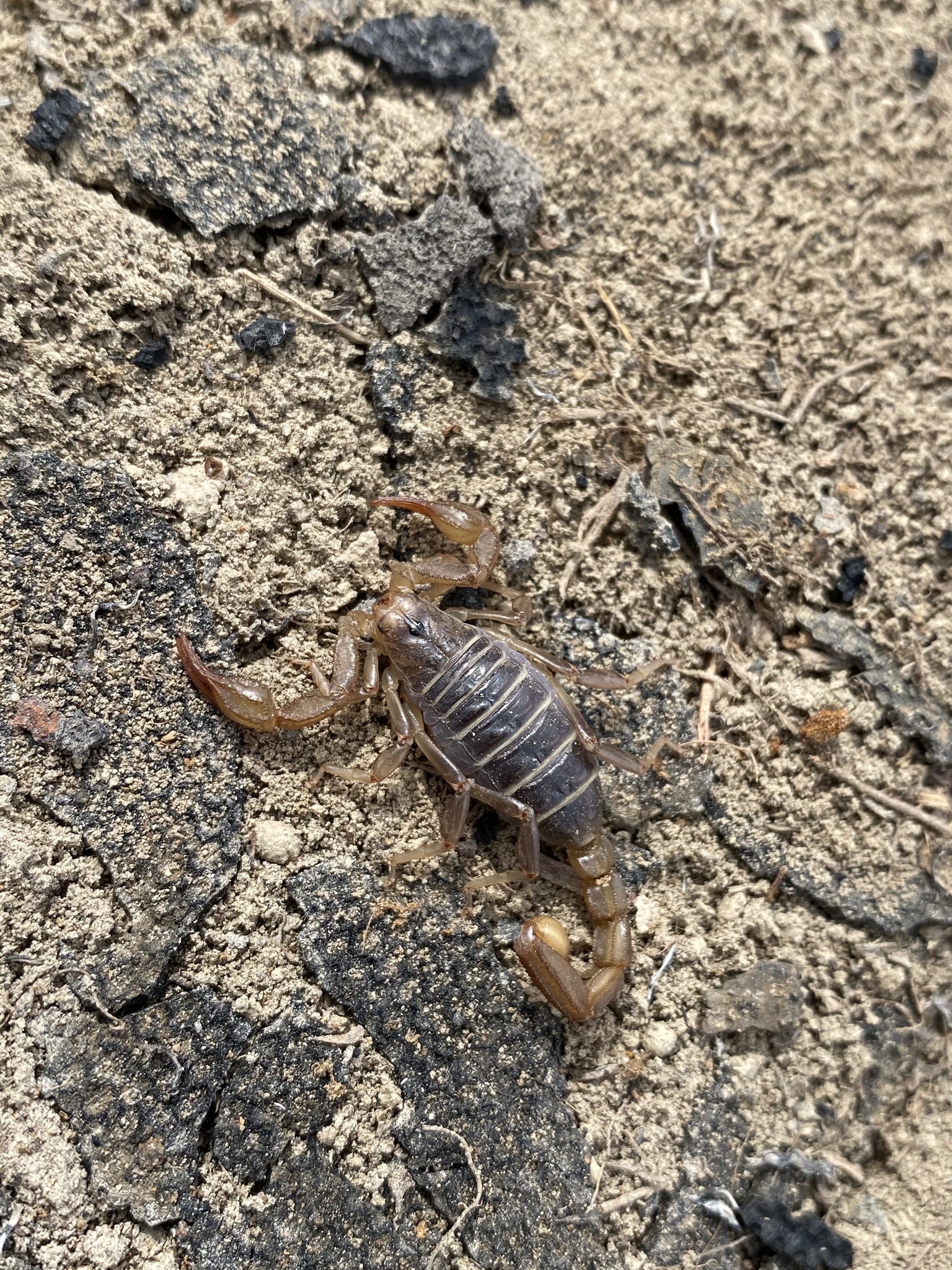 Northern scorpions in Oregon - oregonlive.com
