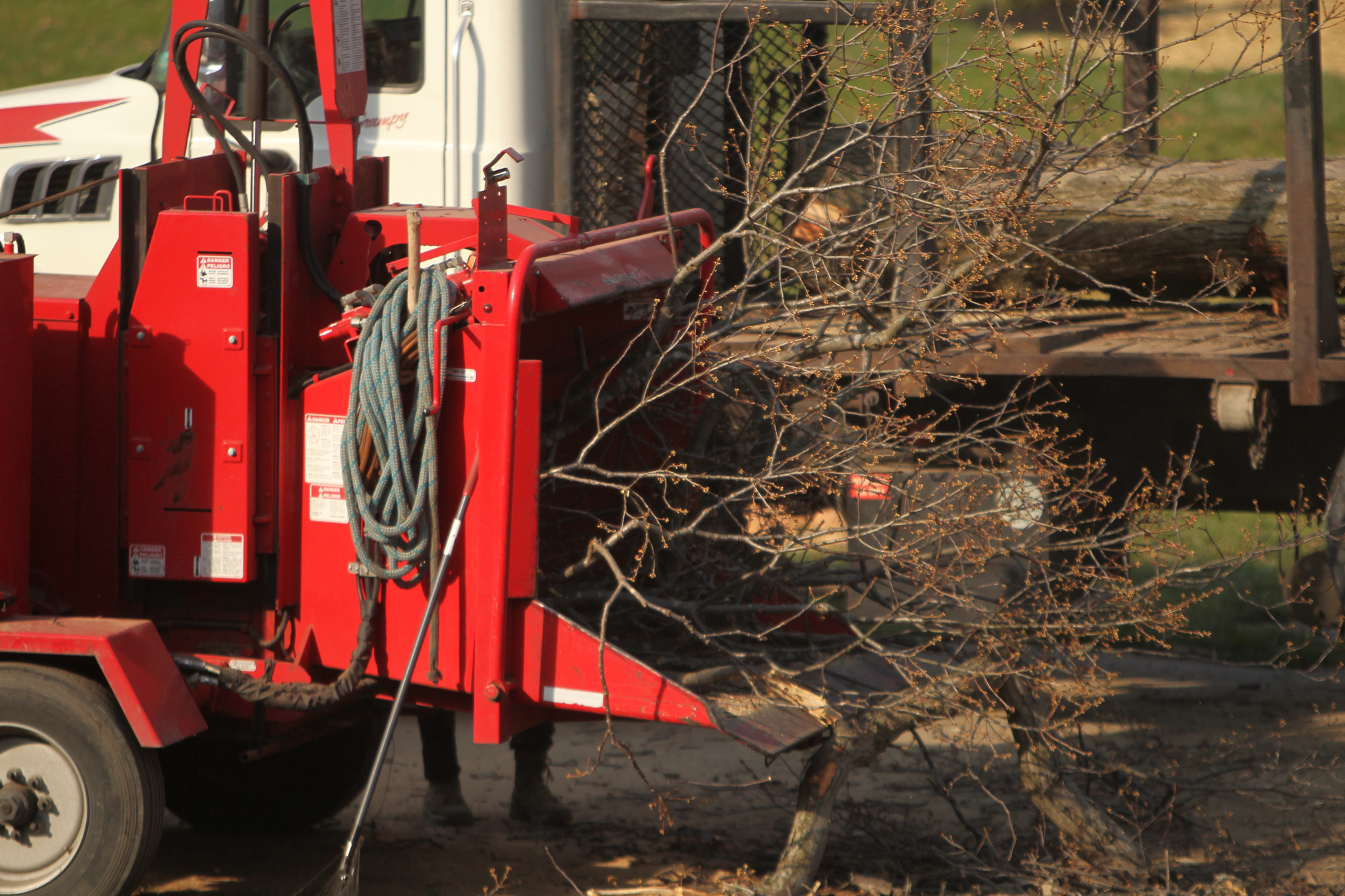 350-year-old oak tree cut down in Bay Village - cleveland.com