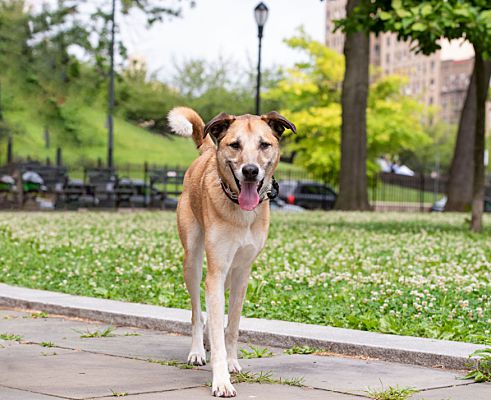Burr... It's cold outside! Snuggle up with an adoptable pet: Jan 8-9 ...