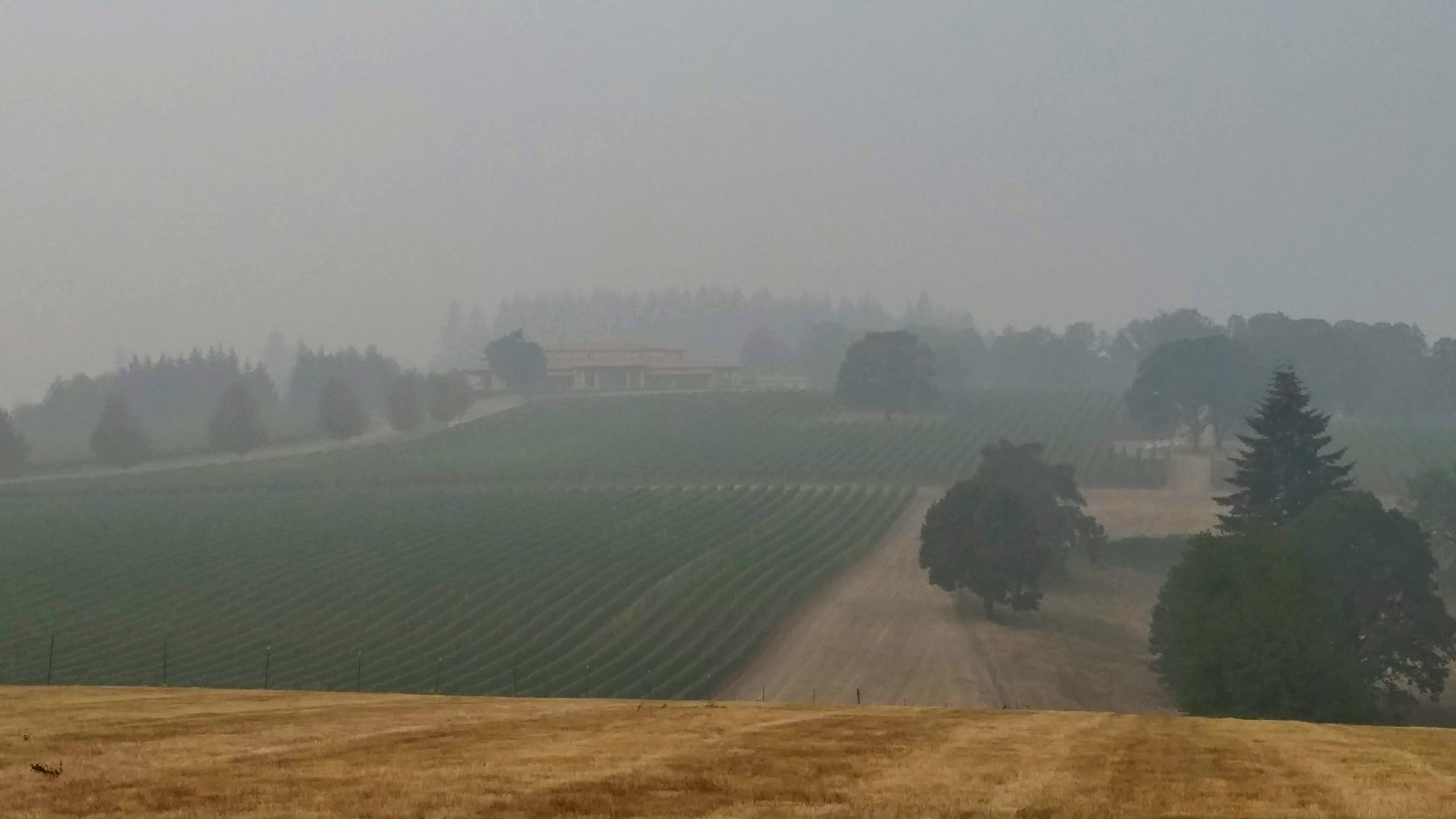 2020 wildfire smoke and Oregon wineries - oregonlive.com