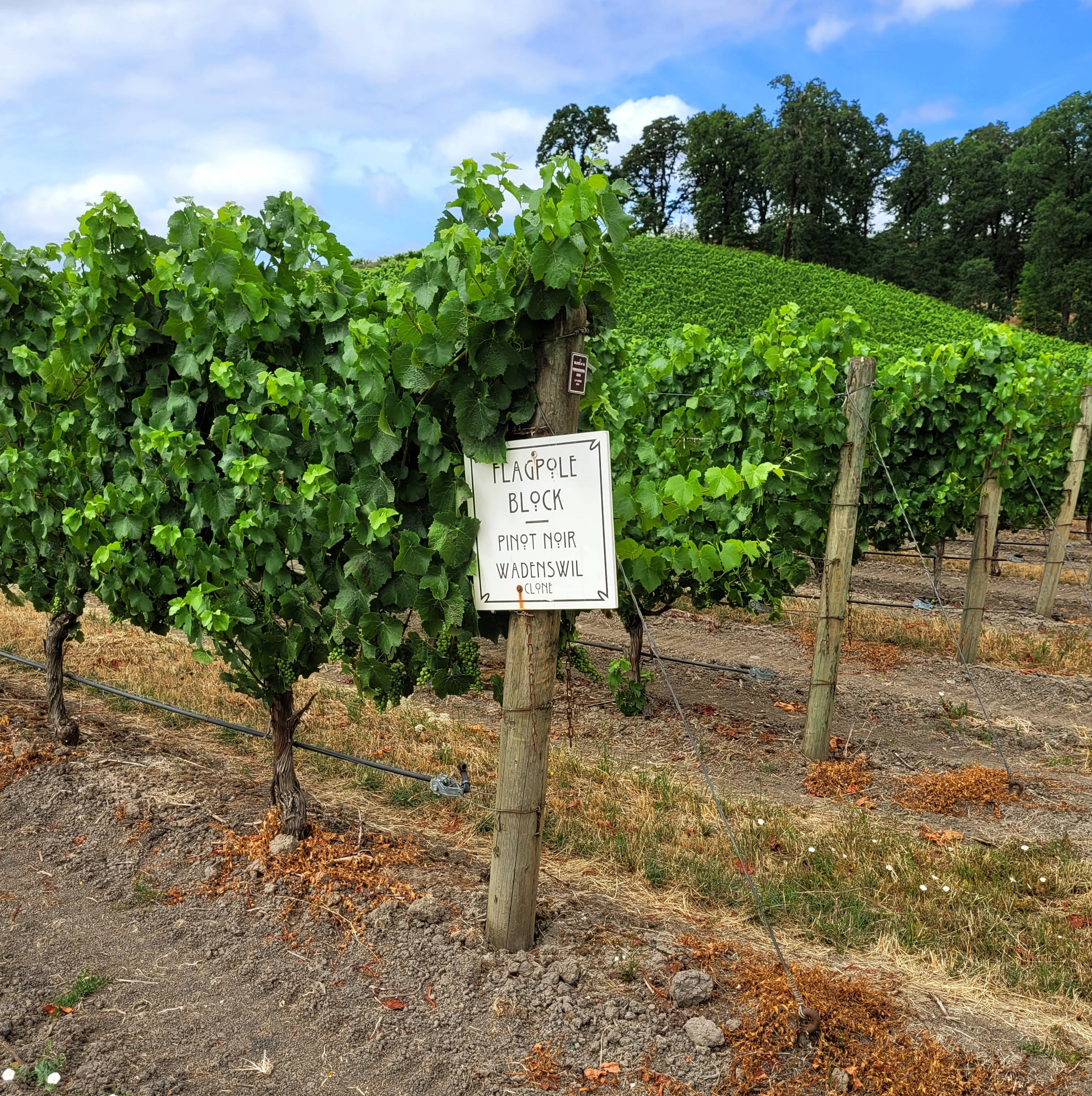 Winery spotlight: Van Duzer Vineyards - oregonlive.com