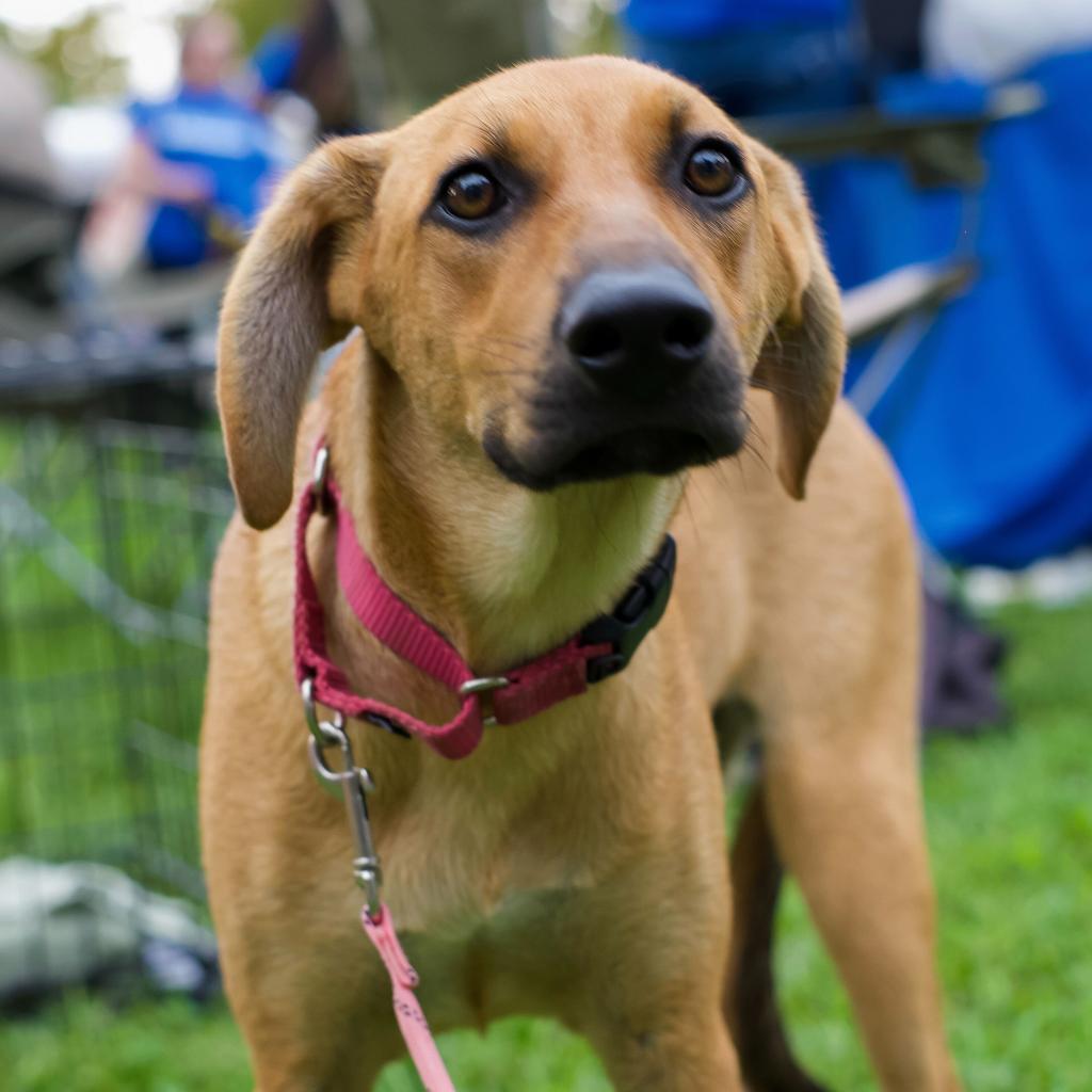 Welcome October with a fresh pumpkin and an adoptable pet. Oct 7-8 ...