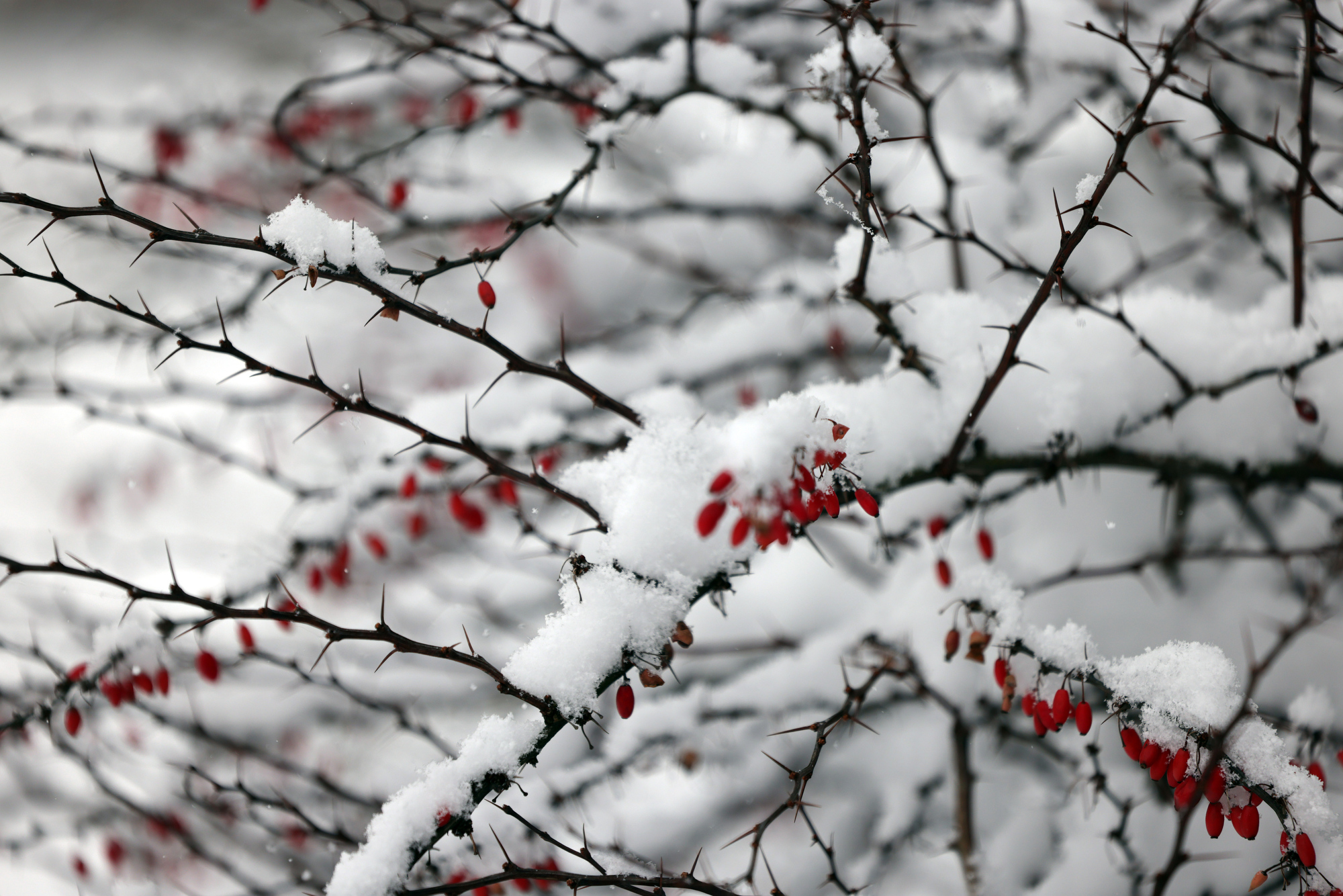 Lake effect snow hits Northeast Ohio - cleveland.com