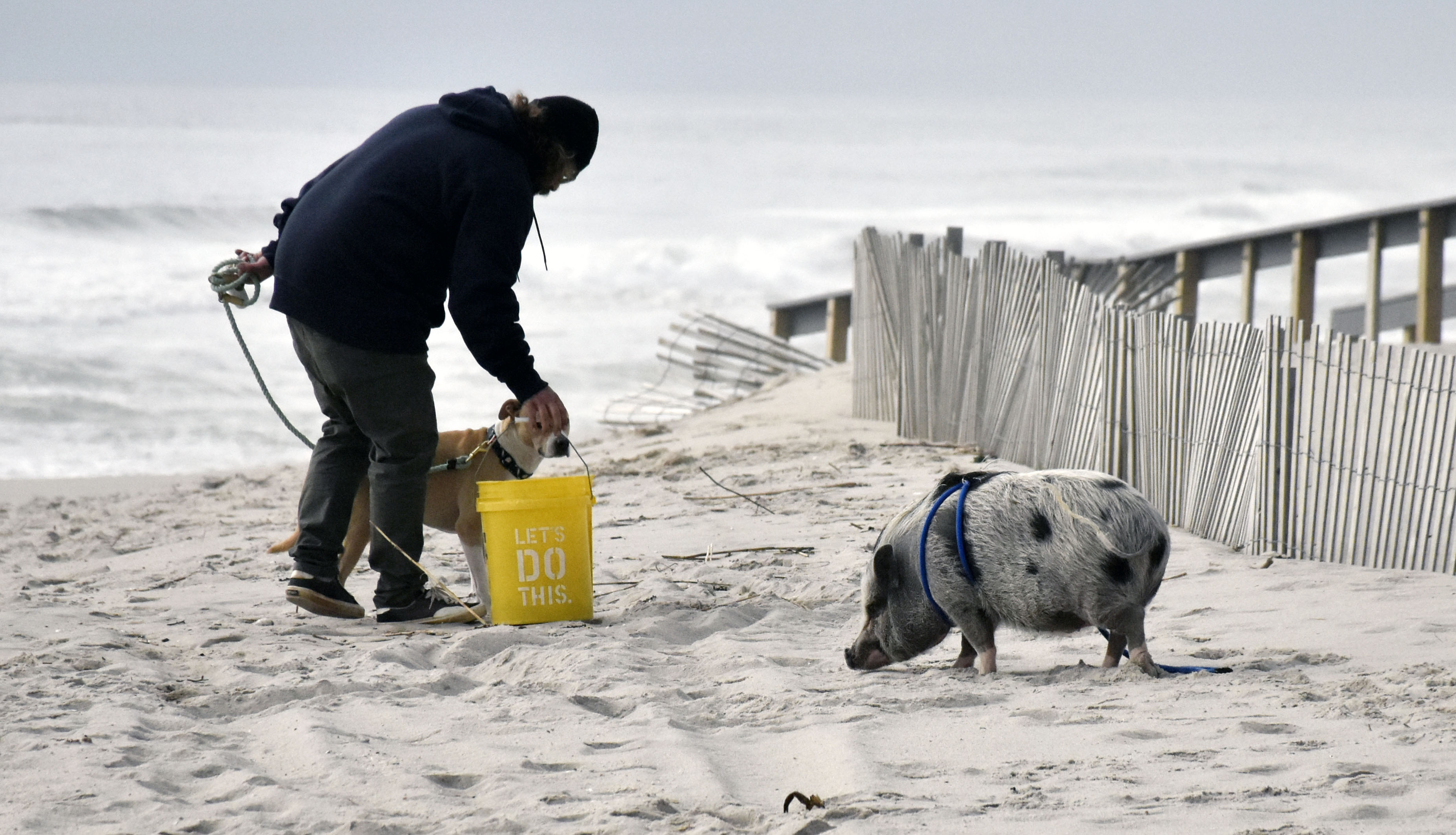 Mini Pig Hamlette Helps with Clean Ocean Action Beach Sweeps Cleanup ...