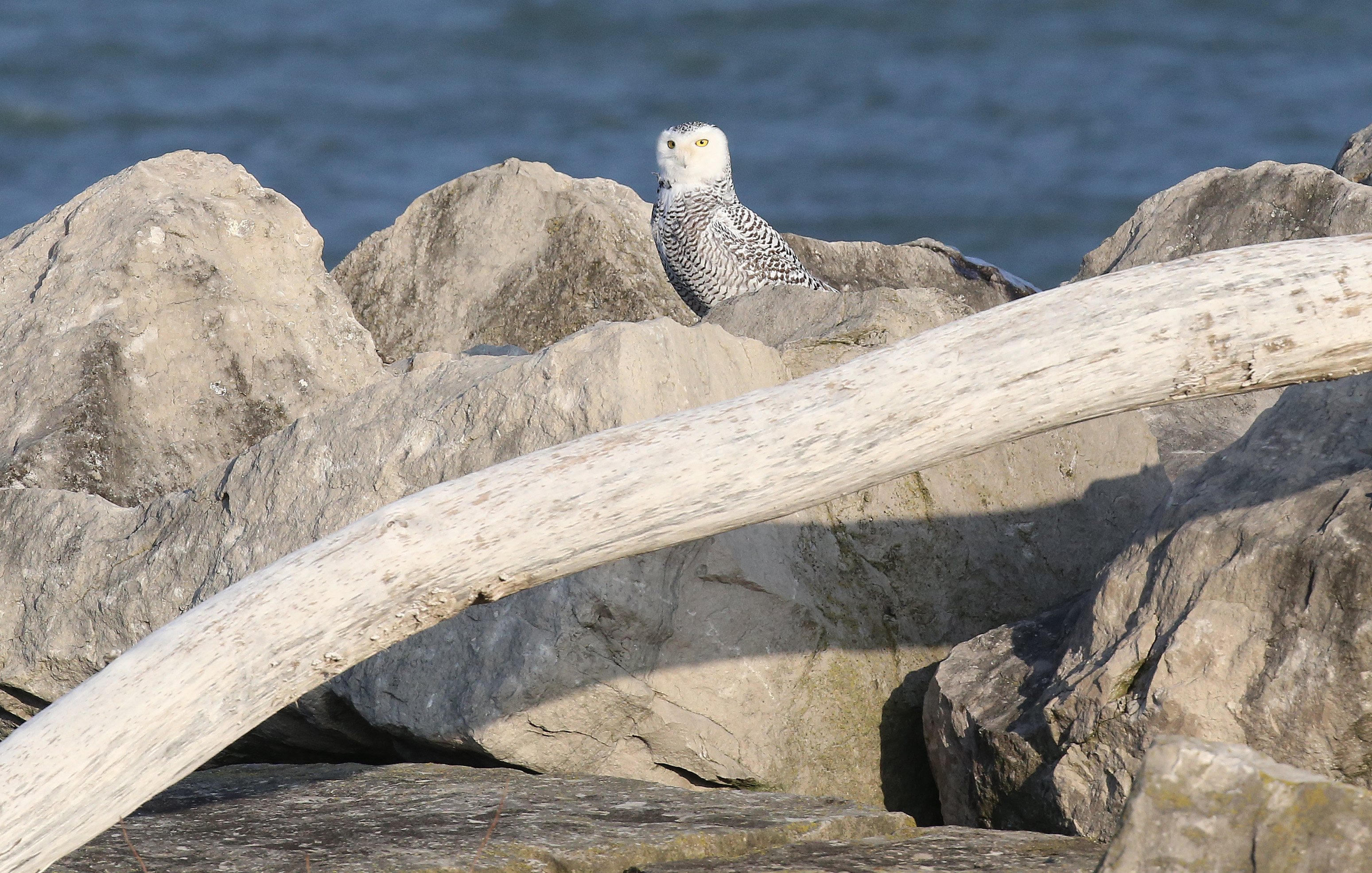 Snowy owls spotted in Lorain Harbor, January 5, 2022 - cleveland.com