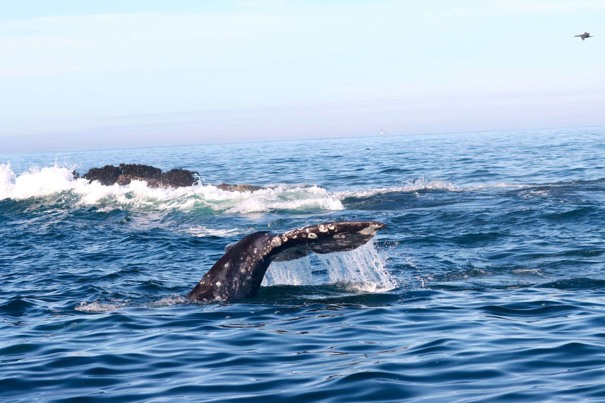 Meet Oregon’s most well known gray whales - oregonlive.com