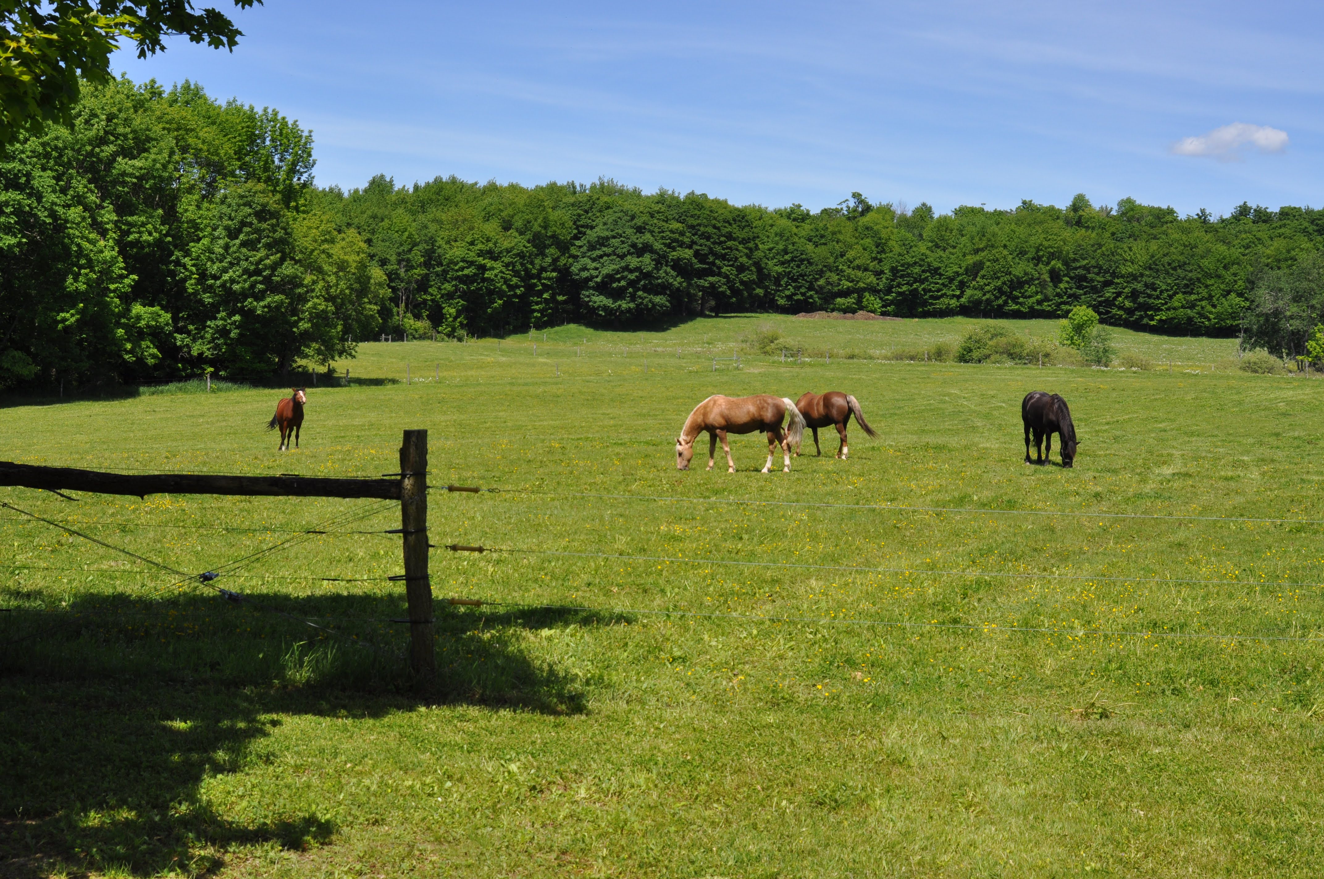 123-acre Lincklaen farm has enormous agribusiness potential - syracuse.com