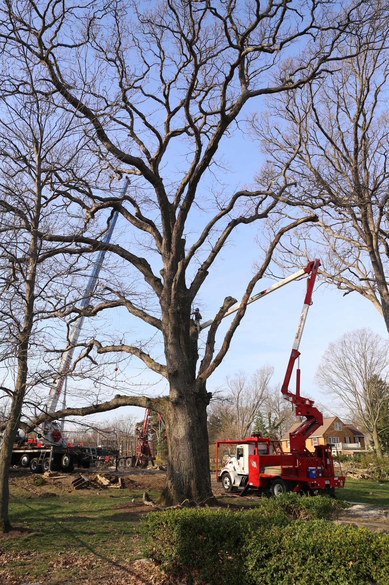 350-year-old oak tree cut down in Bay Village - cleveland.com