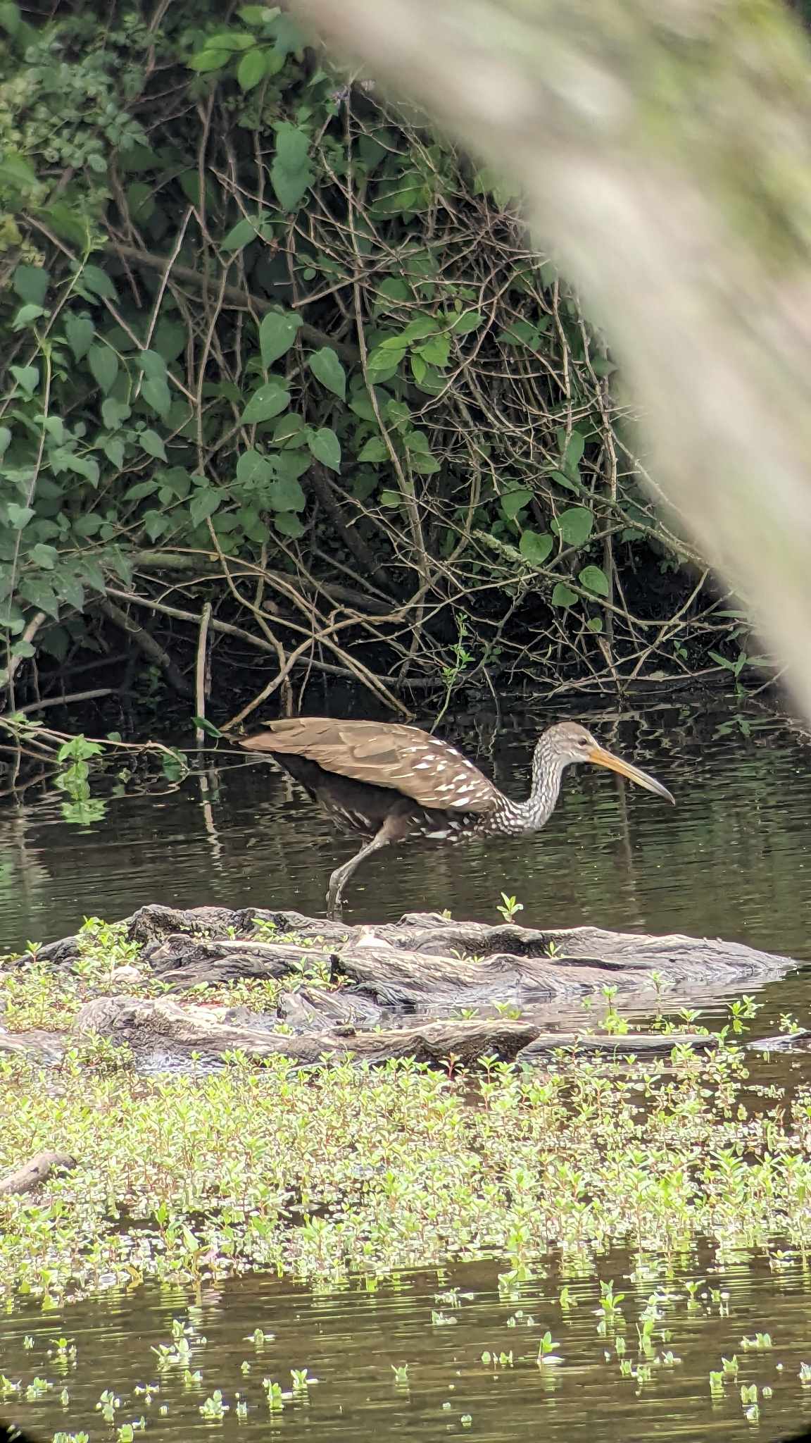 Limpkin spotted in Lancaster County - pennlive.com