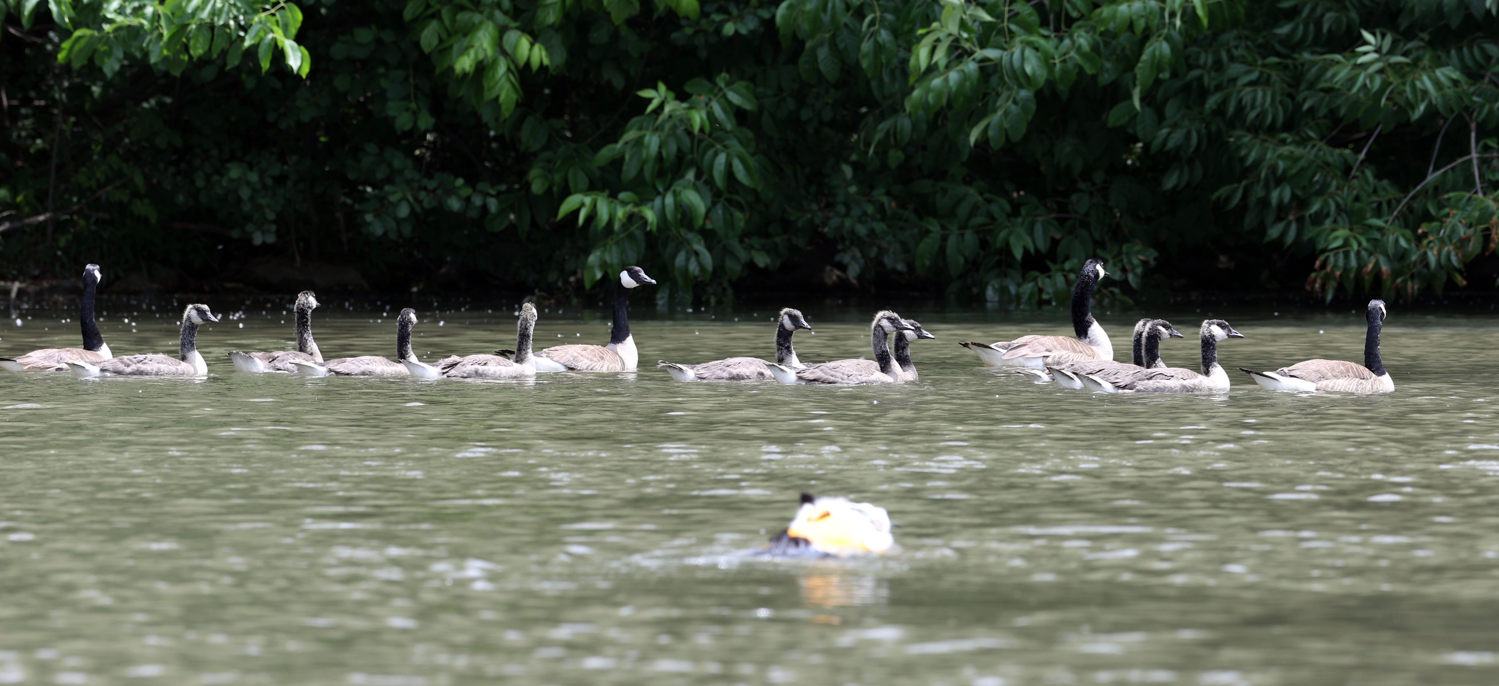 Geese Chasers clear out geese from area land，June 14，2023 - cleveland.com