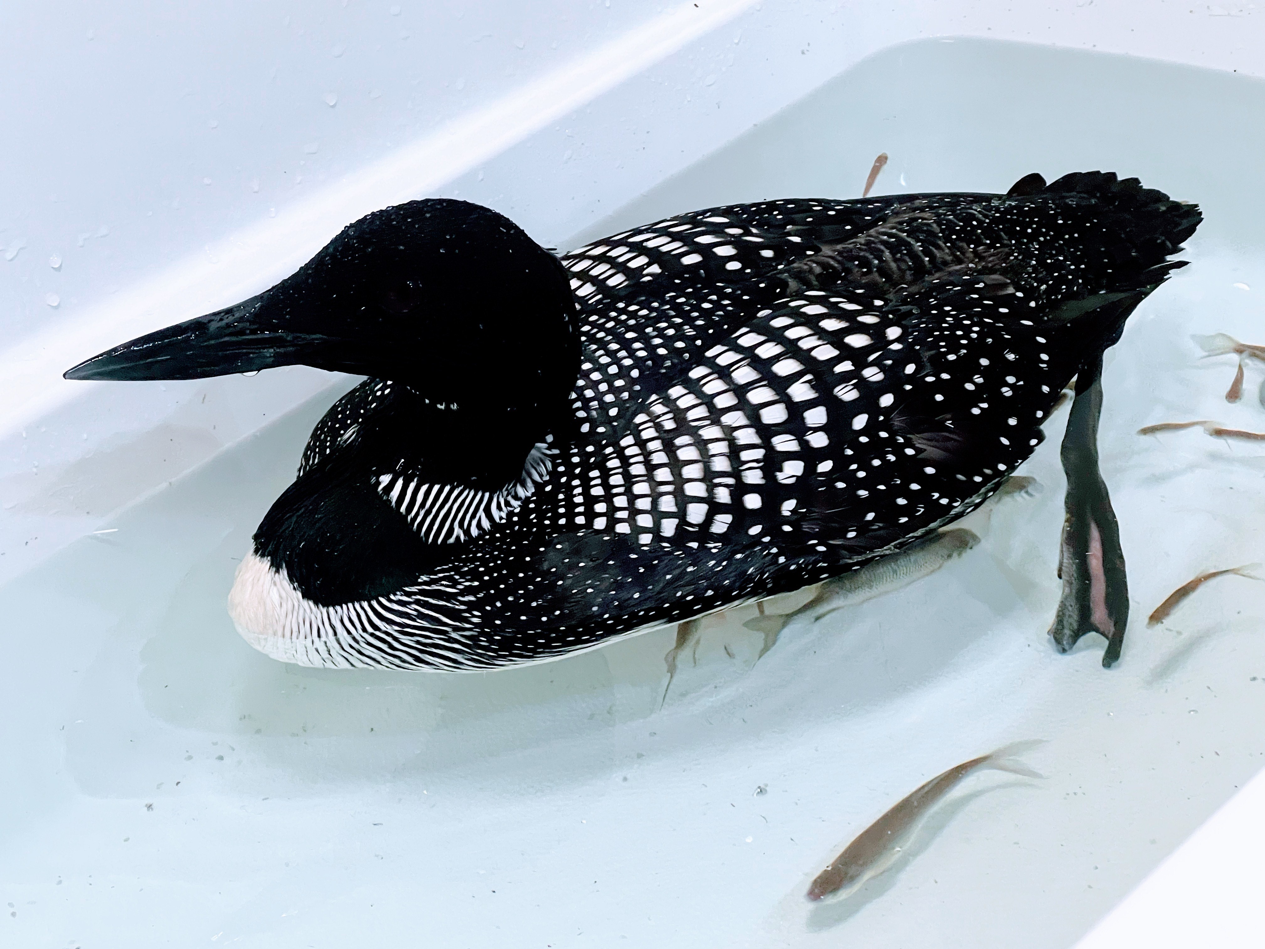 Loons falling from icy skies of Wisconsin - mlive.com