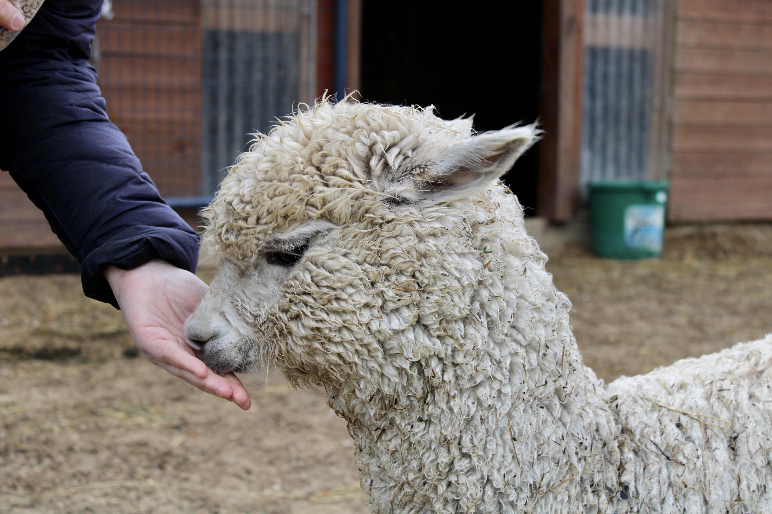 These friendly alpacas will eat out of your hand - mlive.com