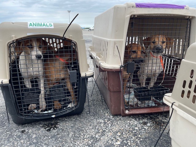 MSPCA-Angell evacuates 75 animals from Hurricane Ida in Louisiana ...