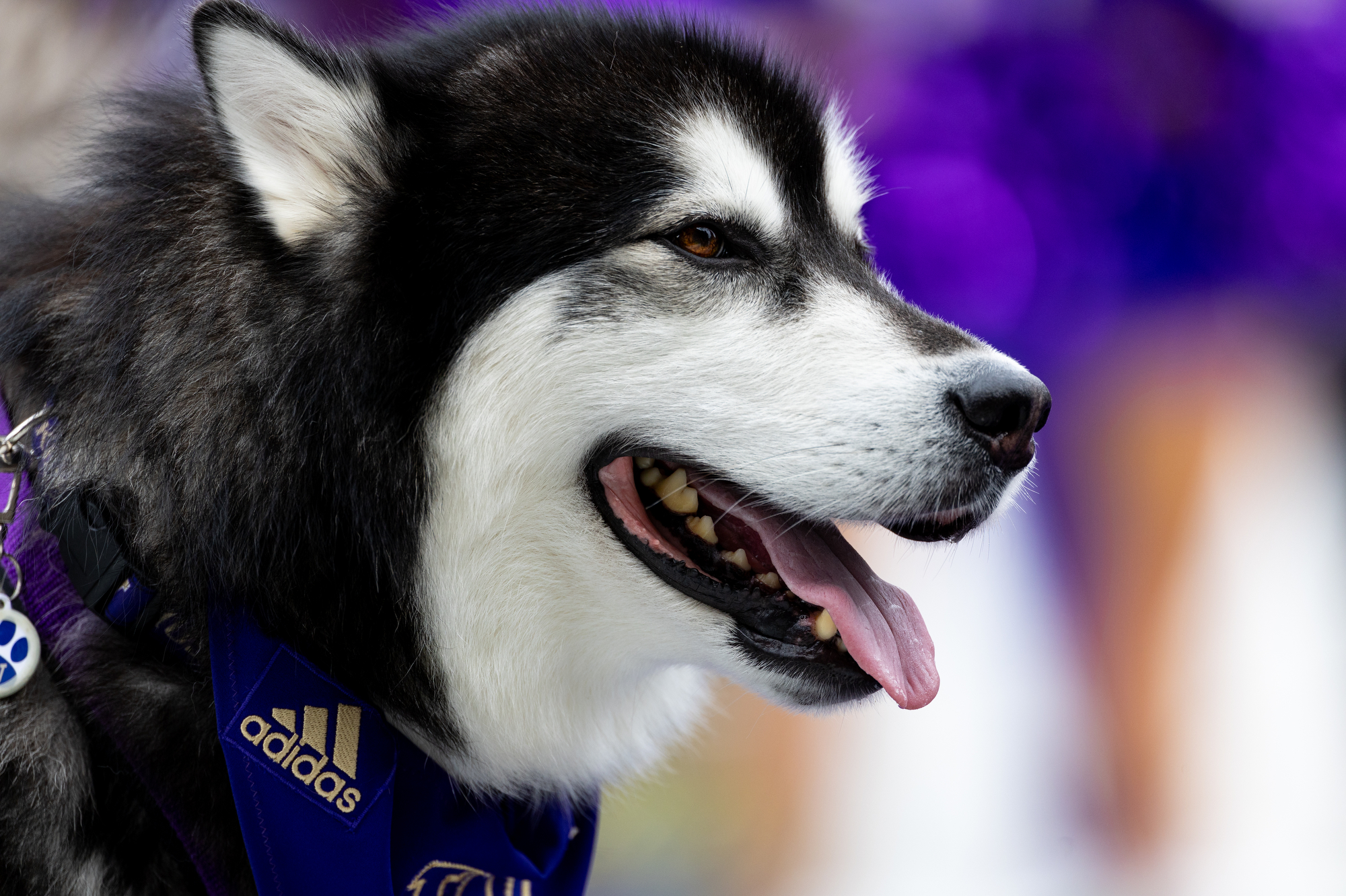 No. 8 Oregon Ducks at No. 7 Washington, Oct. 14, 2023 - oregonlive.com