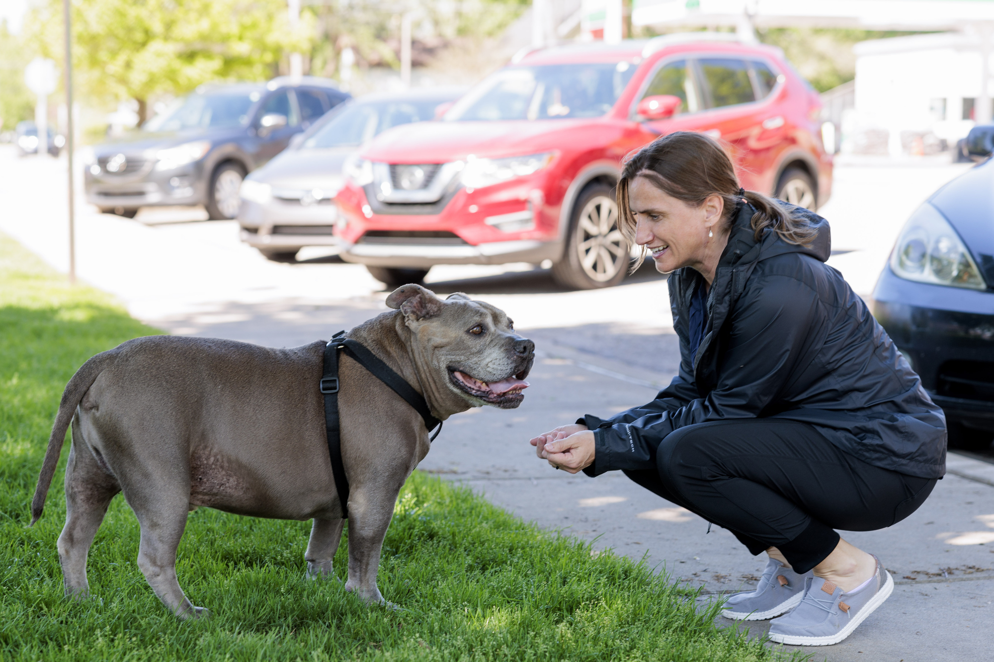 Lap of Love Veterinary Hospice offers end-of-life care for Ann Arbor ...