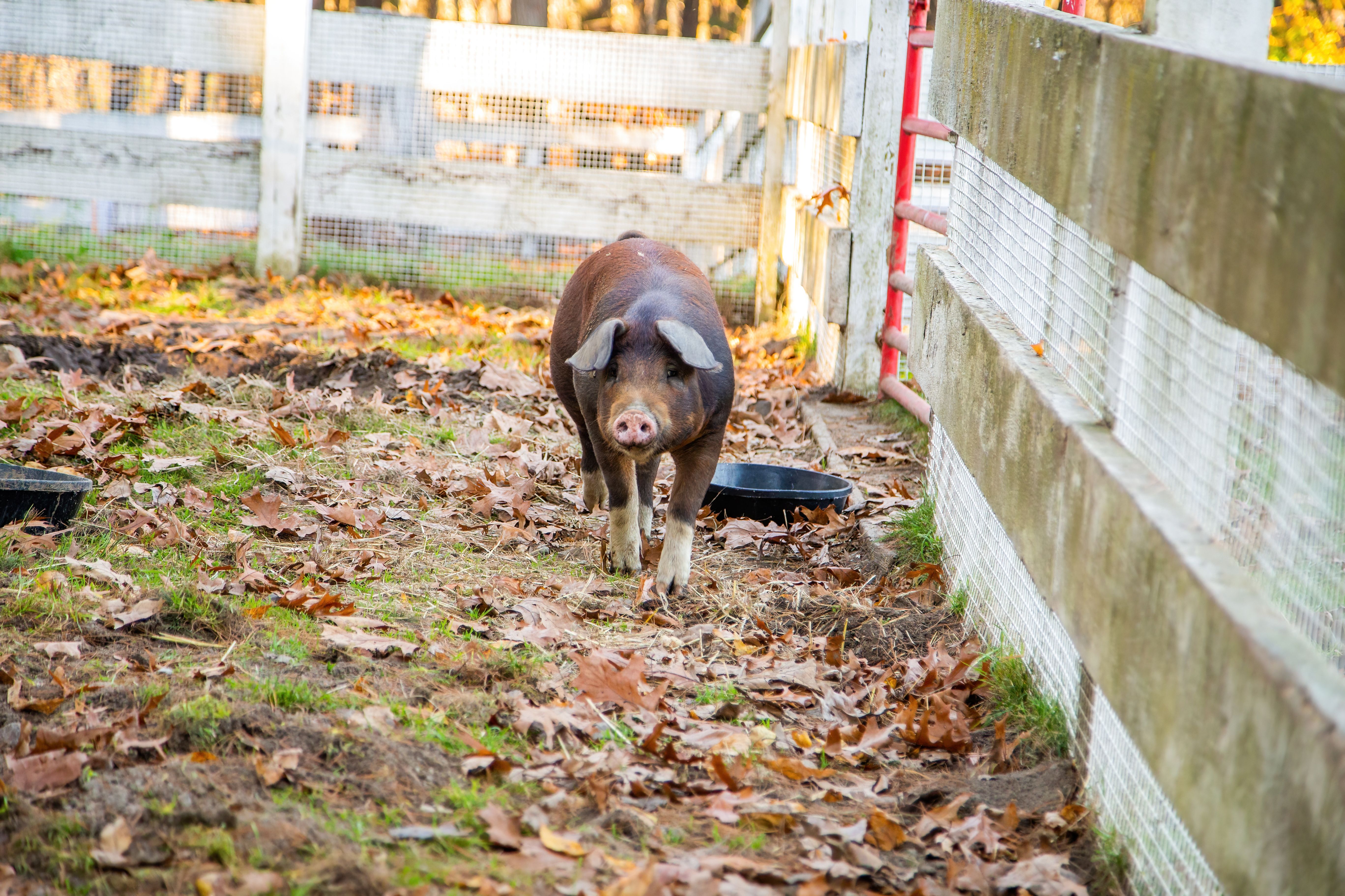 Animal Rescue League Boston looking to house 1-year-old pig - masslive.com