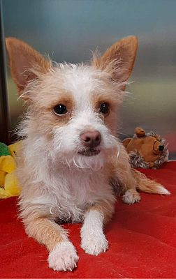 Let’s be thankful for these loving adoptable pets. They could change ...