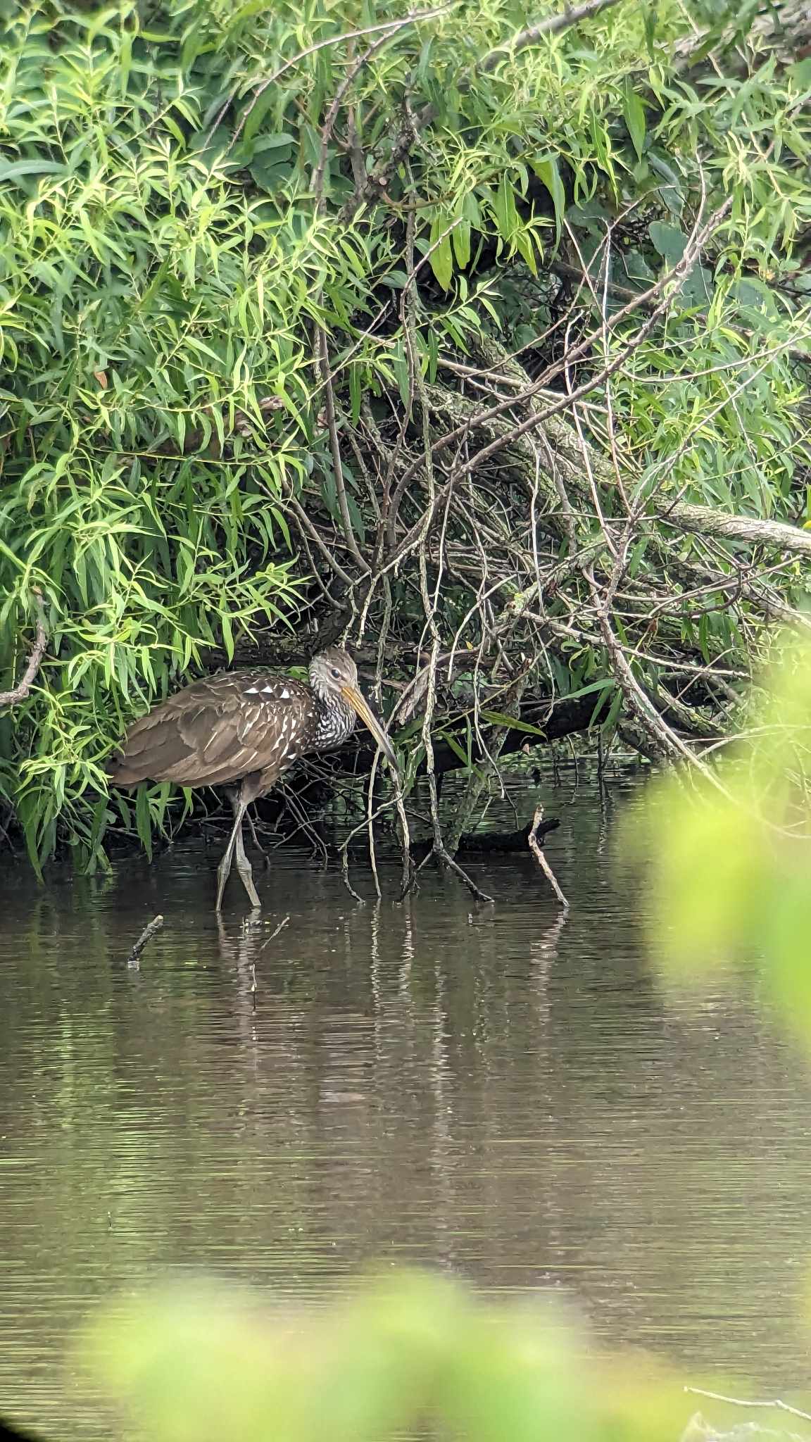 Limpkin spotted in Lancaster County - pennlive.com