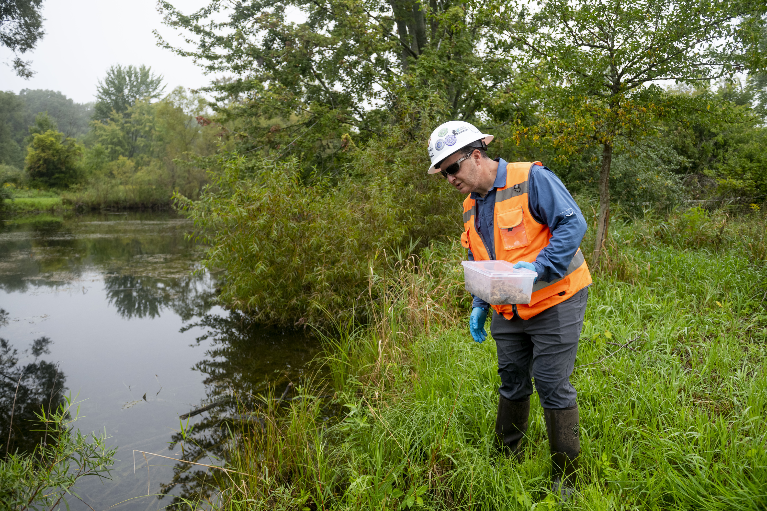 Turtles raised in captivity released into wetlands as part of ...