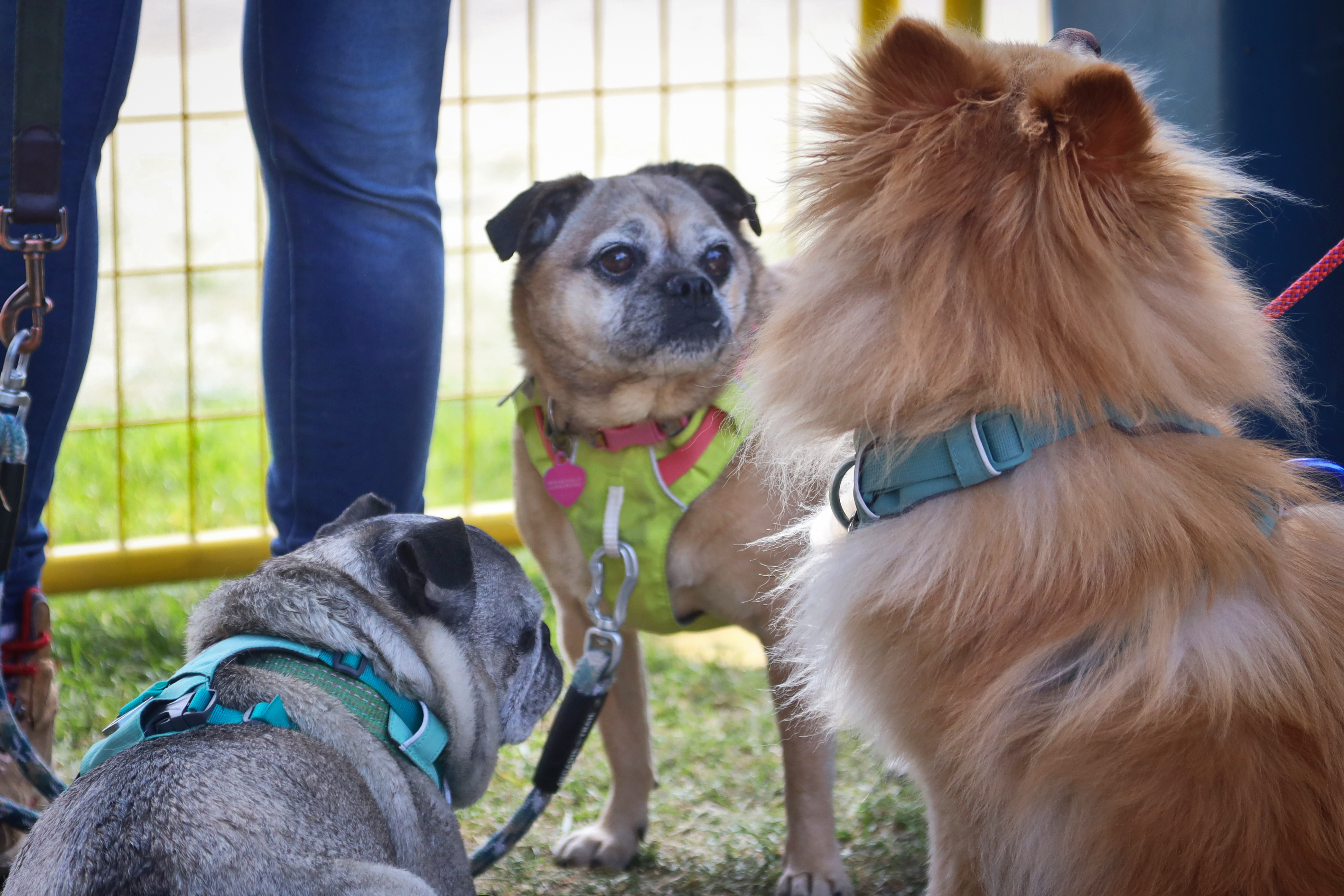 Oregon Humane Society Doggie Dash 2025 - oregonlive.com