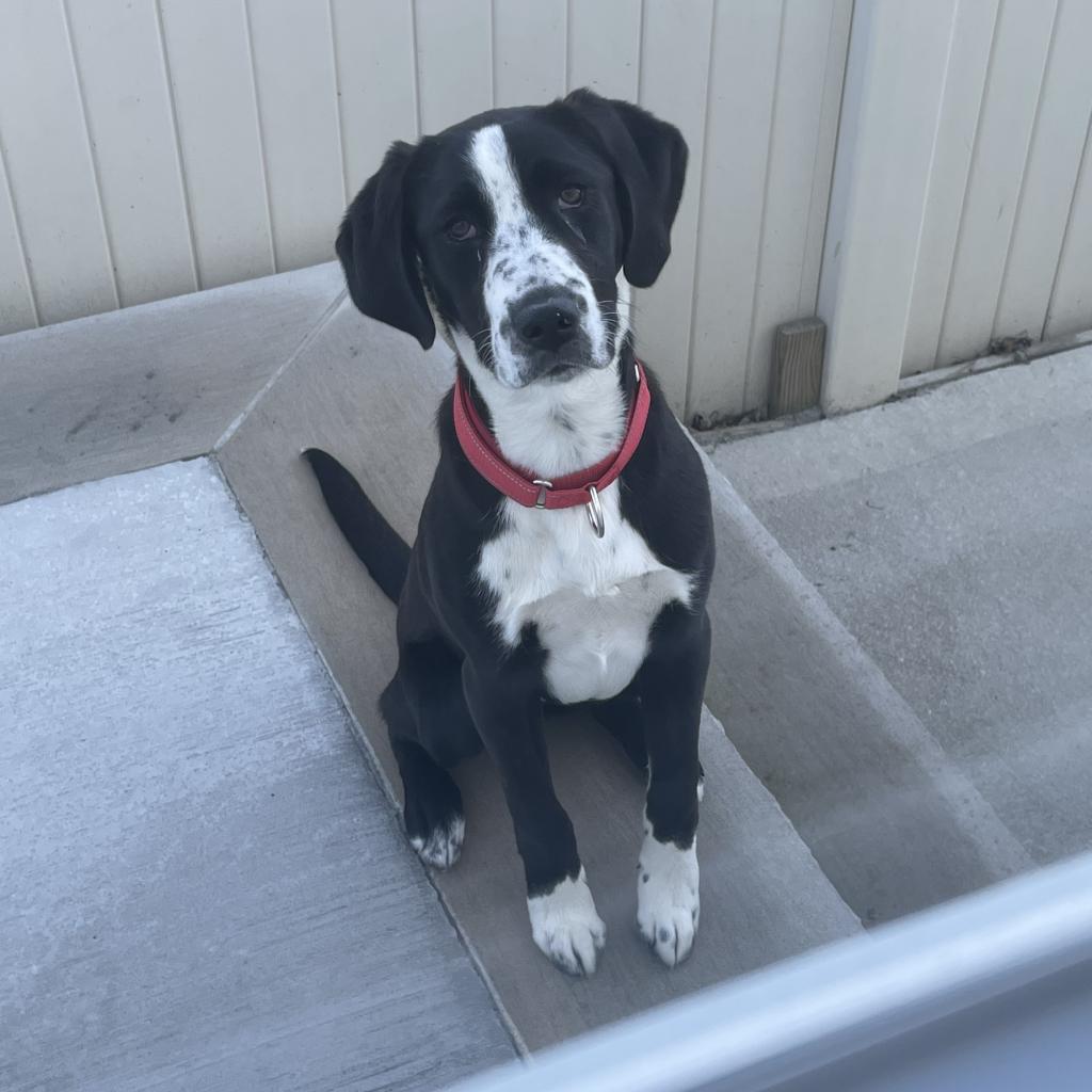 April showers may bring an adoptable pet to sprinkle sunshine into your ...