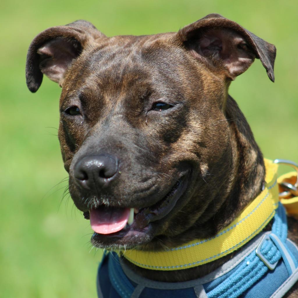 Celebrations, warm weather, family, and friends; add an adoptable pet ...